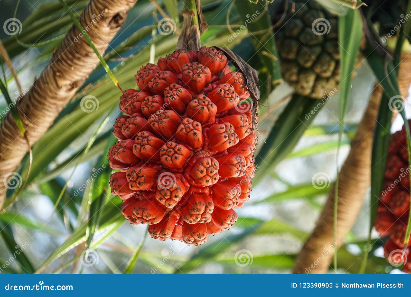Seeds Of Sea Pandanus, Pine Plant Tree Royalty-Free Stock Photography ...