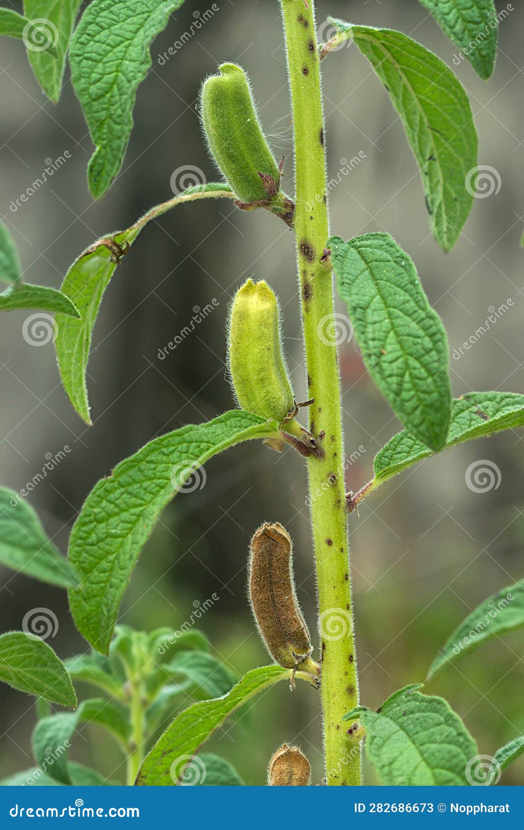 Seeds of Sesame Plant stock image. Image of medicine - 282686673