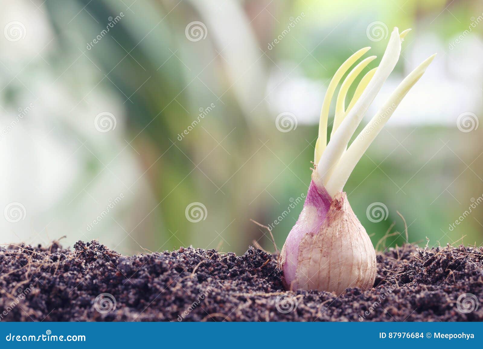 Seeds of Shallots on Ground. Stock Photo - Image of idea, tree: 87976684