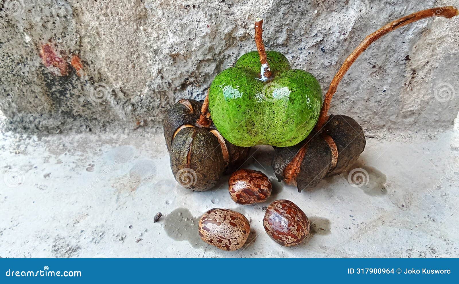 The Seeds and Shells of the Rubber Plant Stock Photo - Image of farming ...