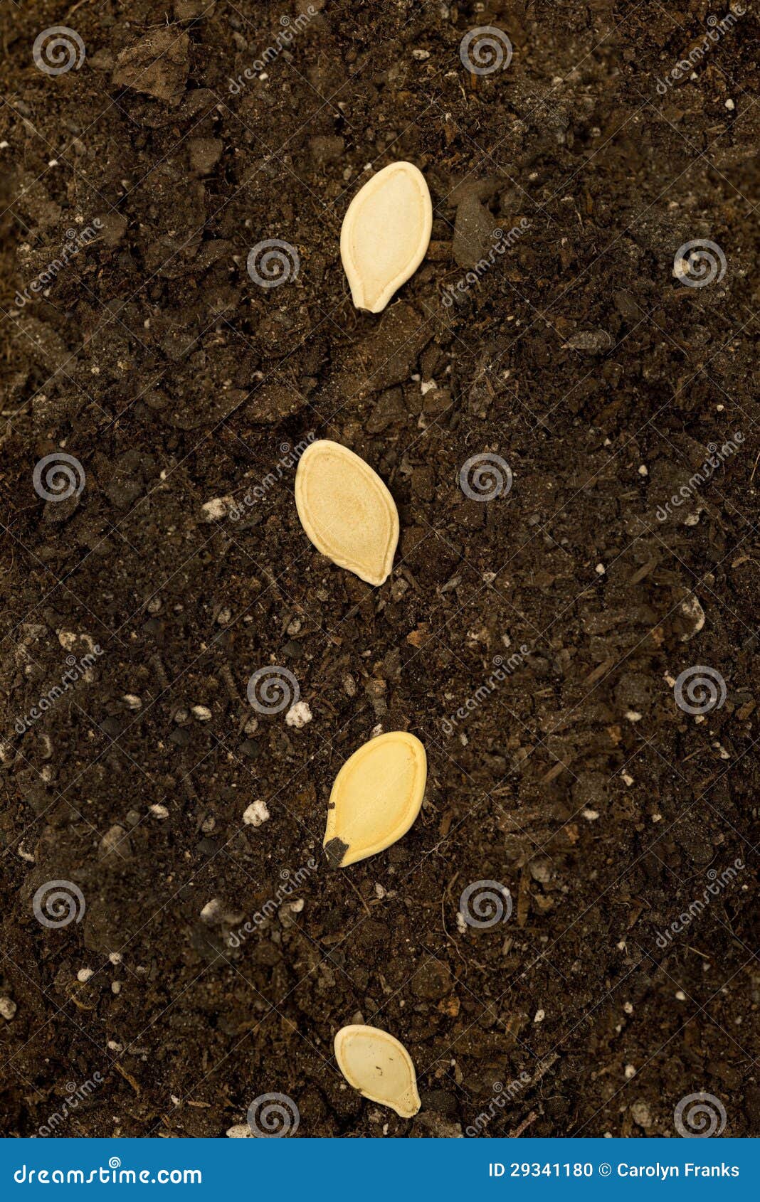 Seeds in Soil Close Up stock photo. Image of detail, heap - 29341180