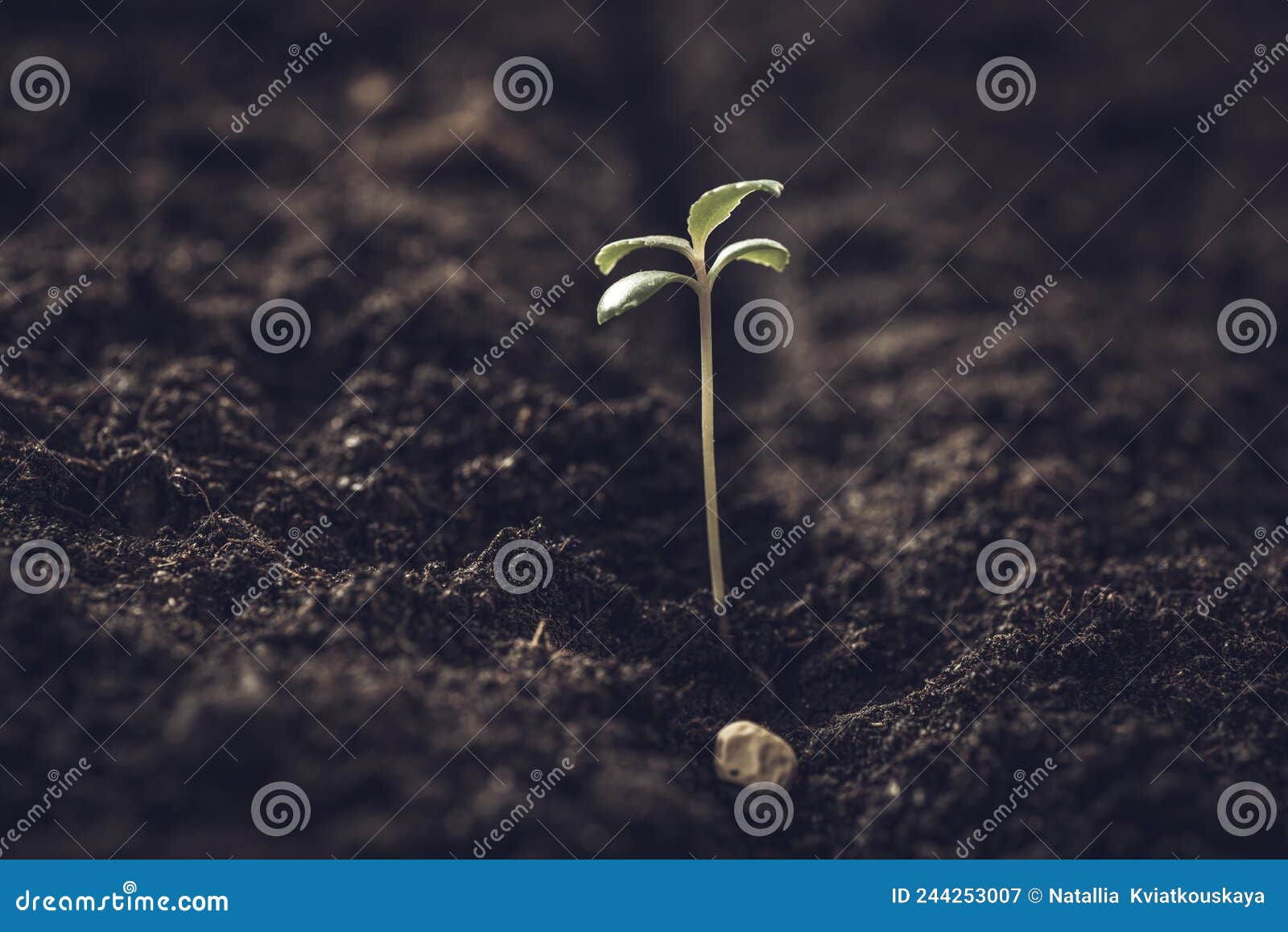Seeds in the Soil on Open Ground. Planting Seeds Stock Image - Image of ...