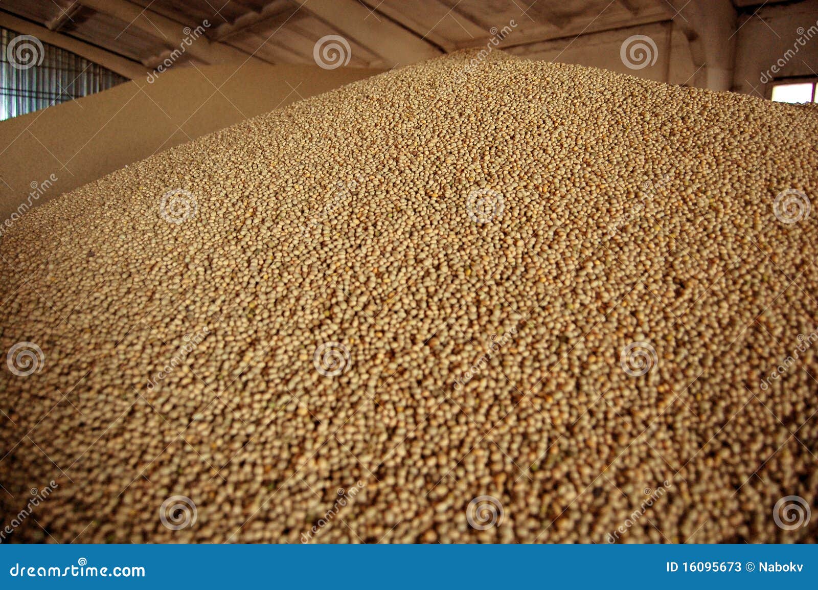Seeds of soya stock image. Image of hill, feed, soybeans - 16095673
