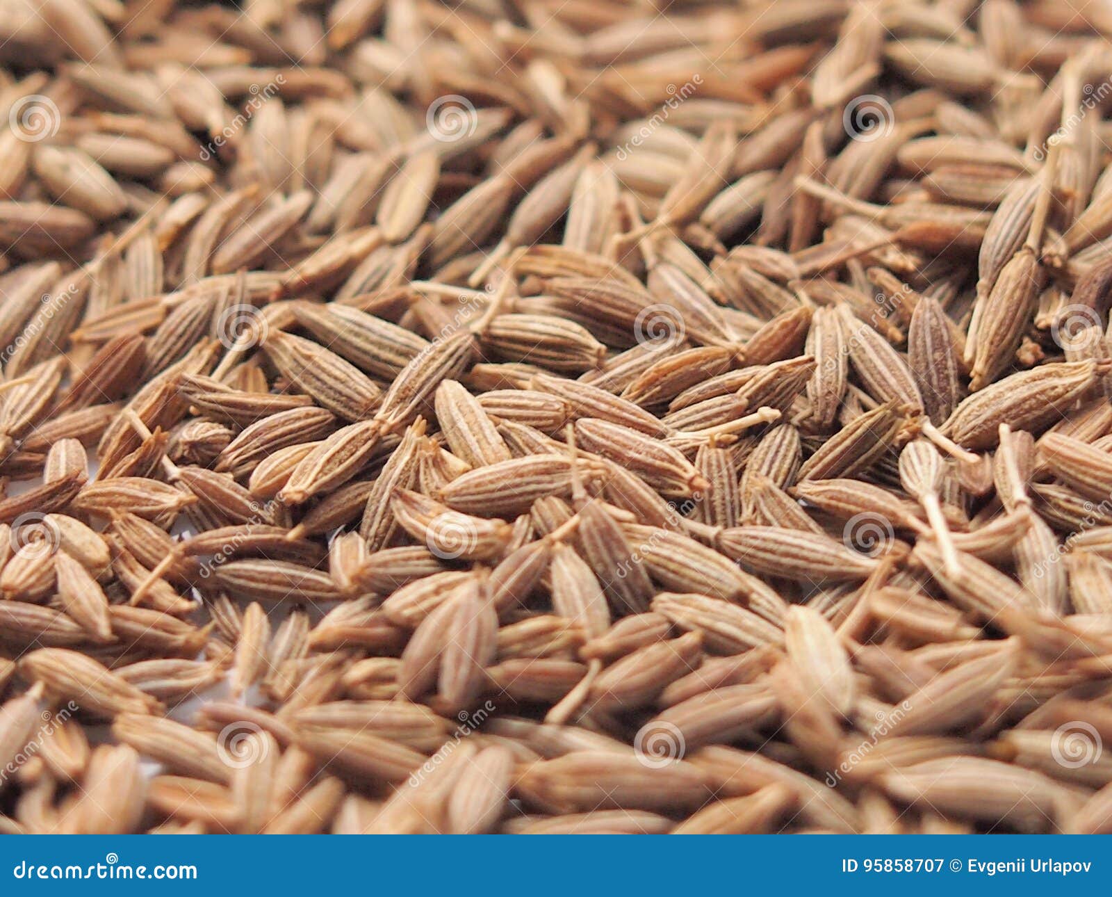 Seeds of Spices for Backgrounds Stock Image - Image of frame, pile ...