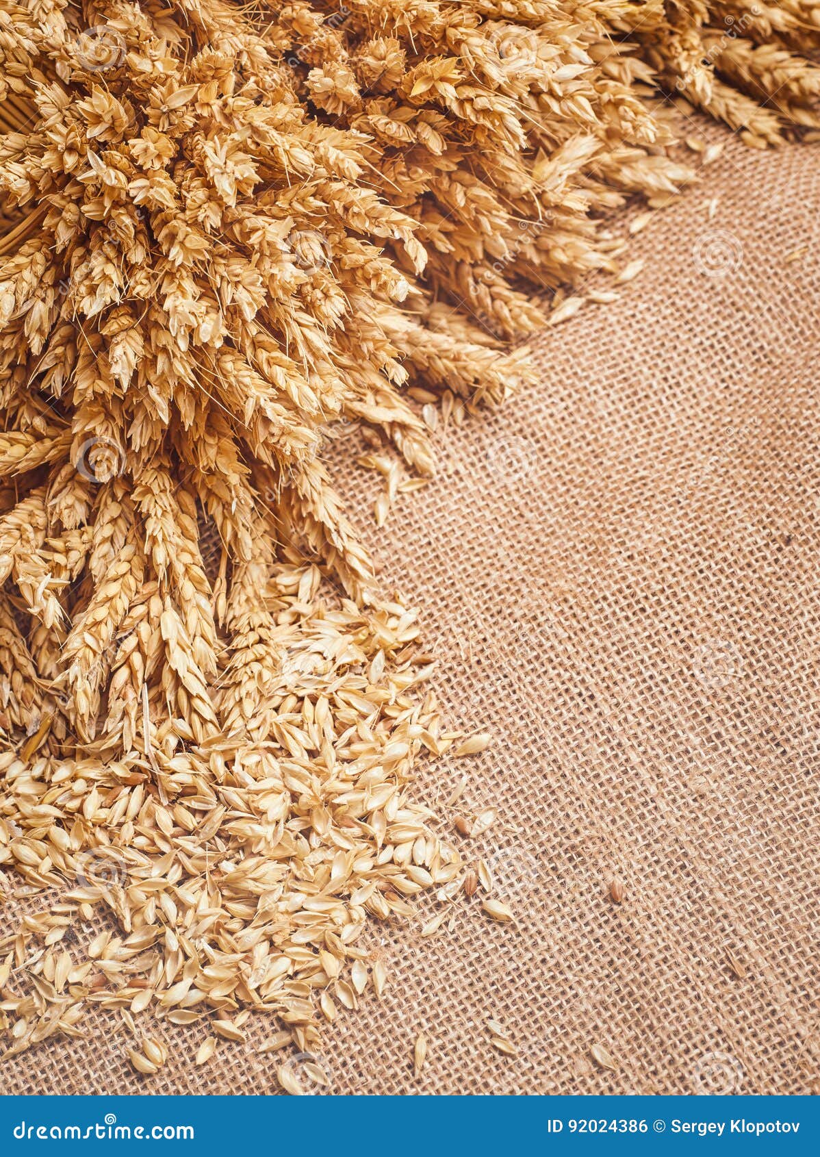 The seeds and spike lets. stock photo. Image of agriculture - 92024386