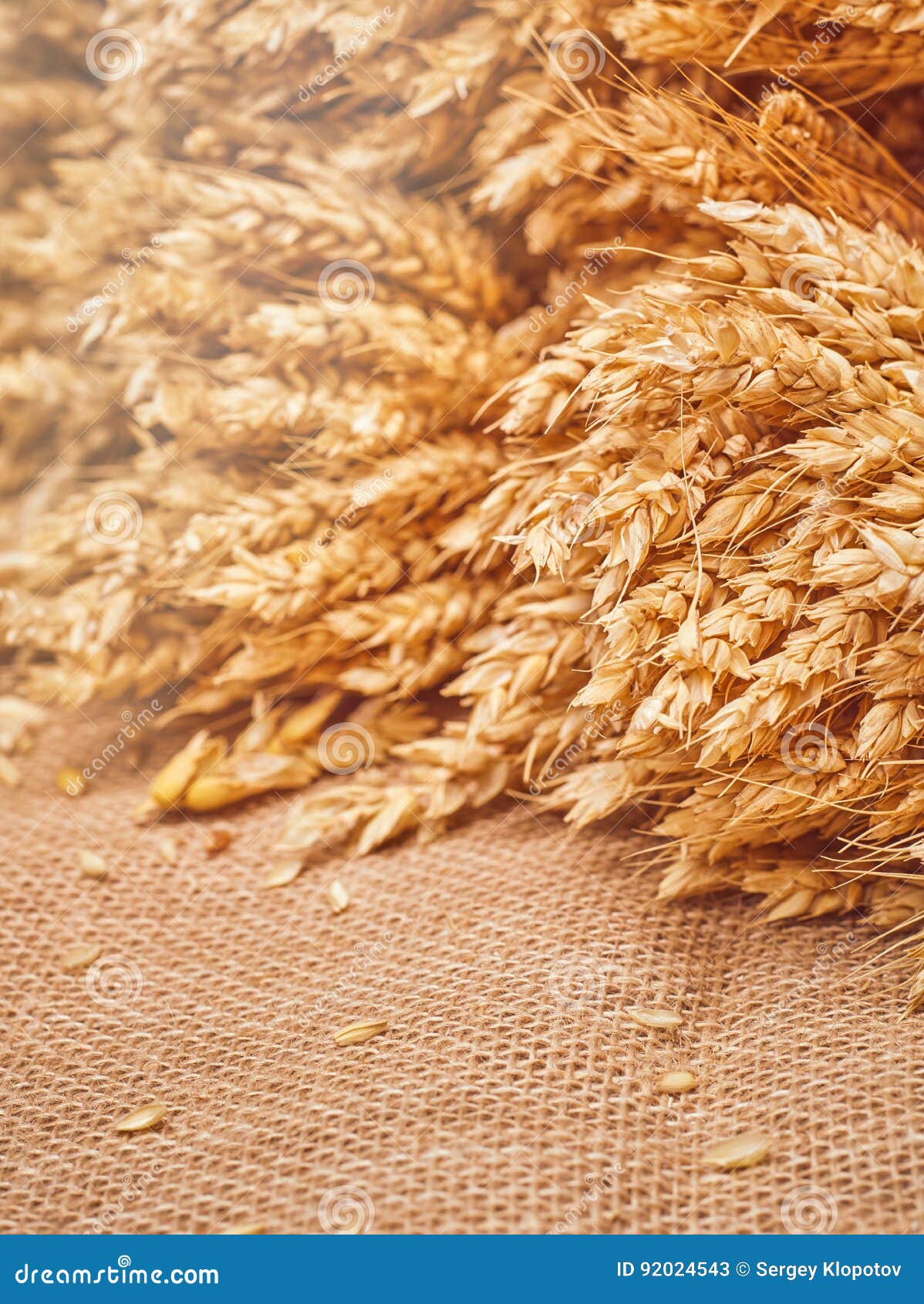 The seeds and spike lets. stock image. Image of studio - 92024543