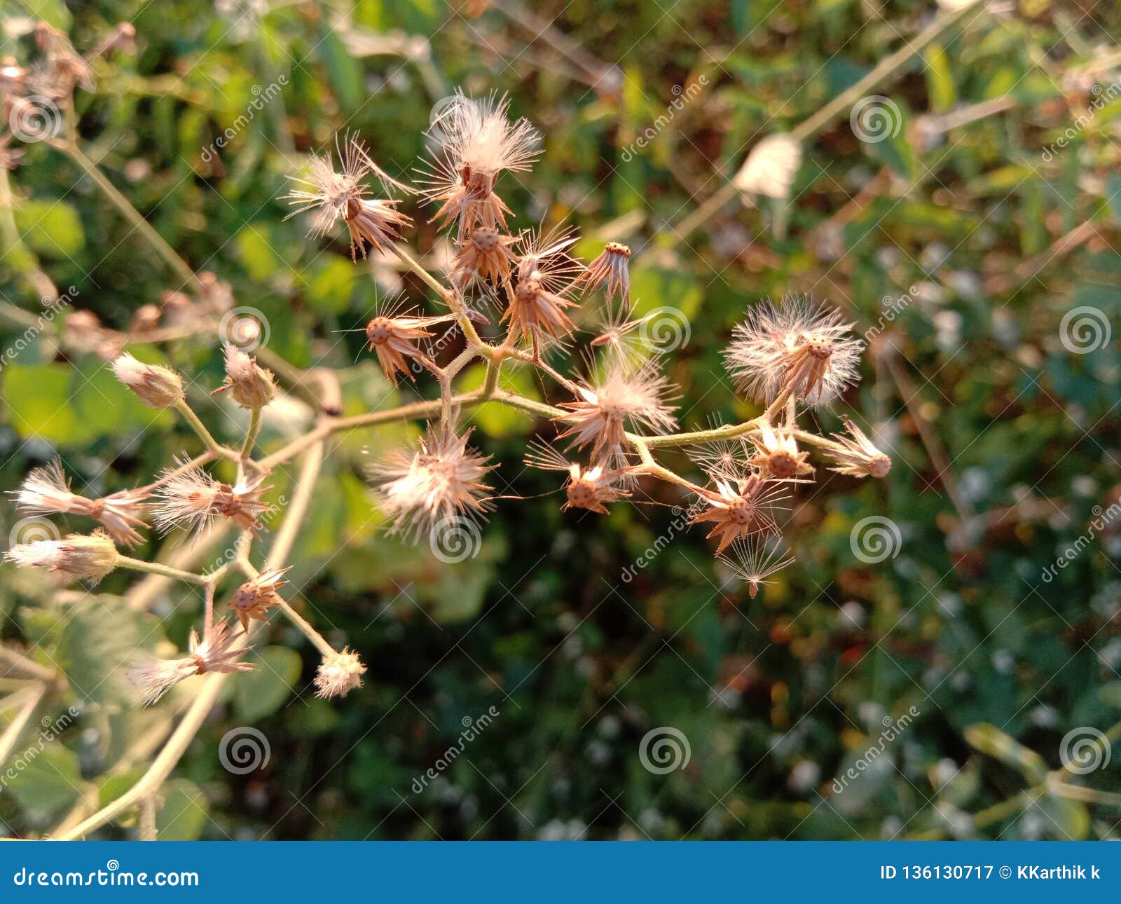 Anemophily stock image. Image of spread, anemophily - 136130717