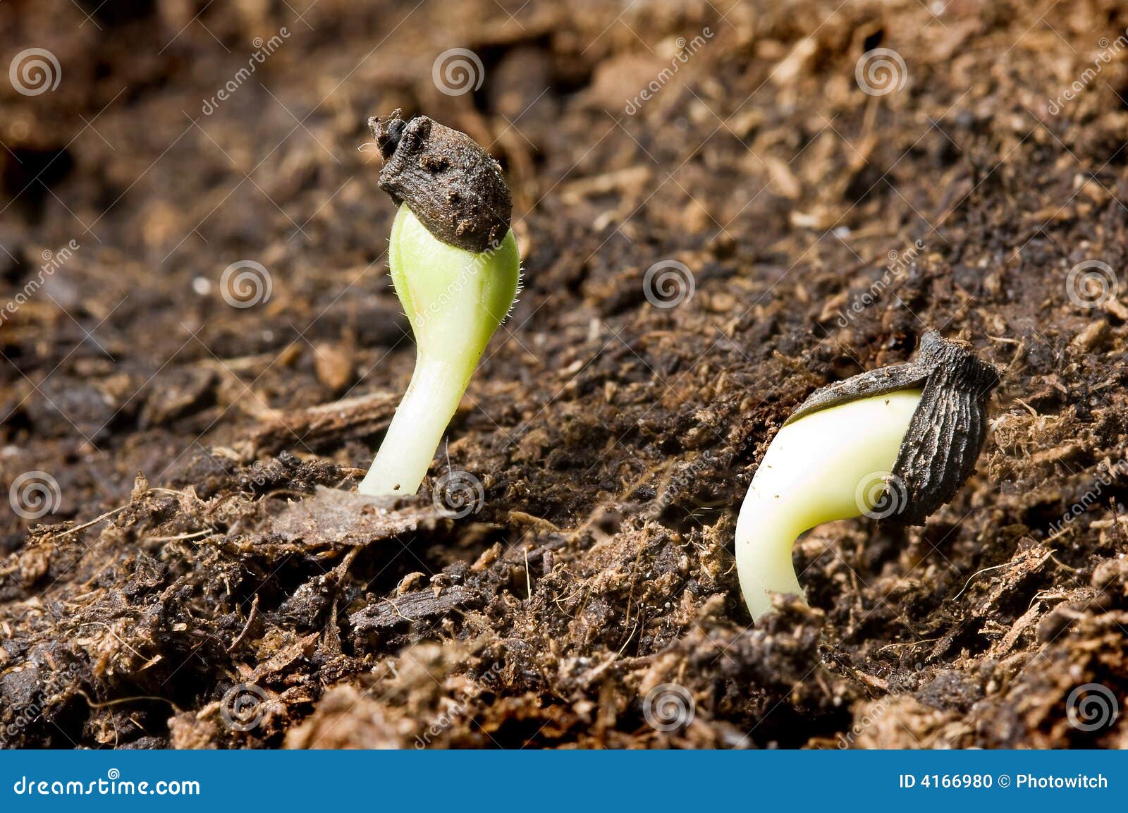Seeds in springtime stock photo. Image of grains, seedling - 4166980