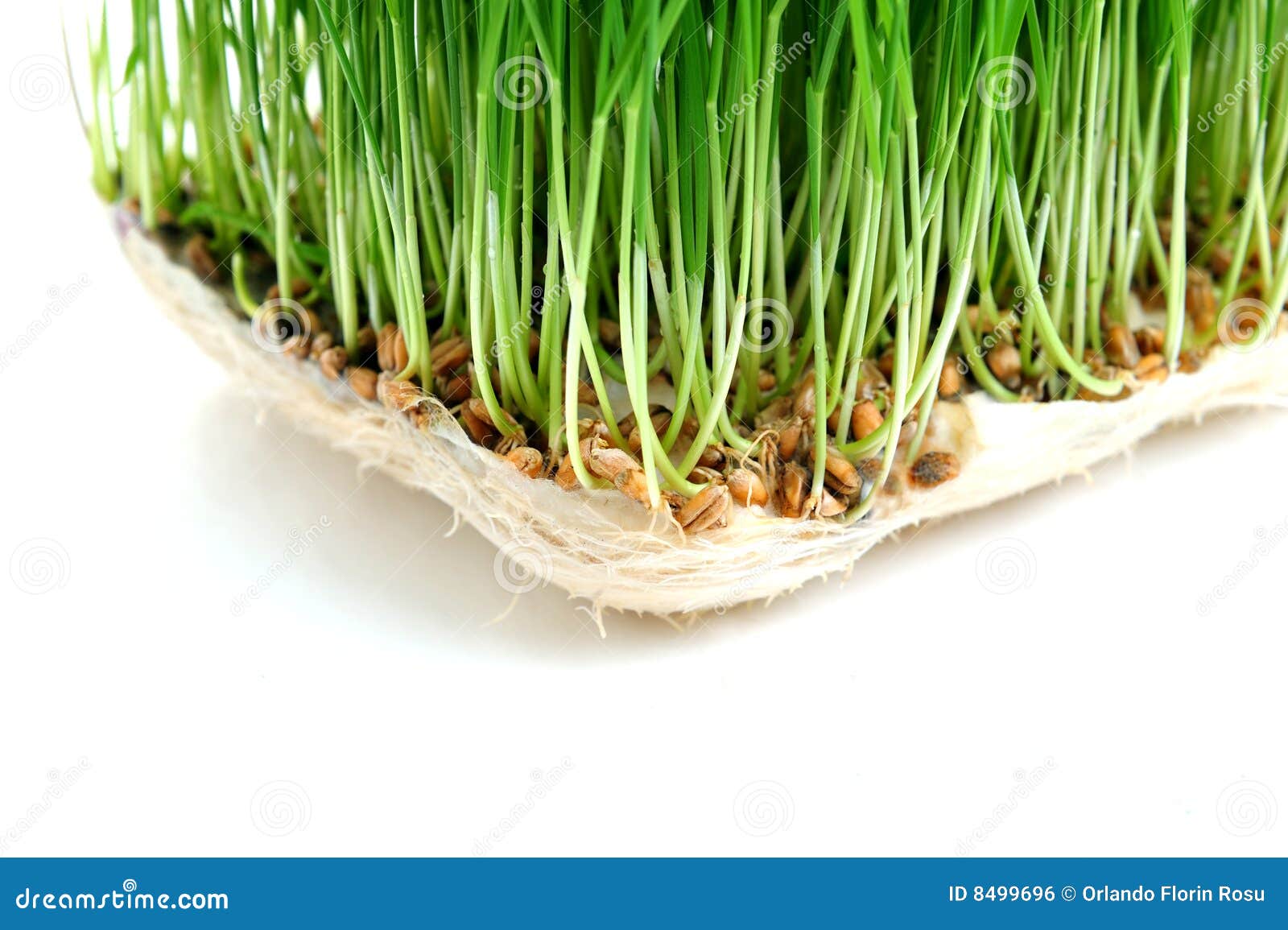 Seeds sprouting stock photo. Image of wheat, fresh, agriculture - 8499696