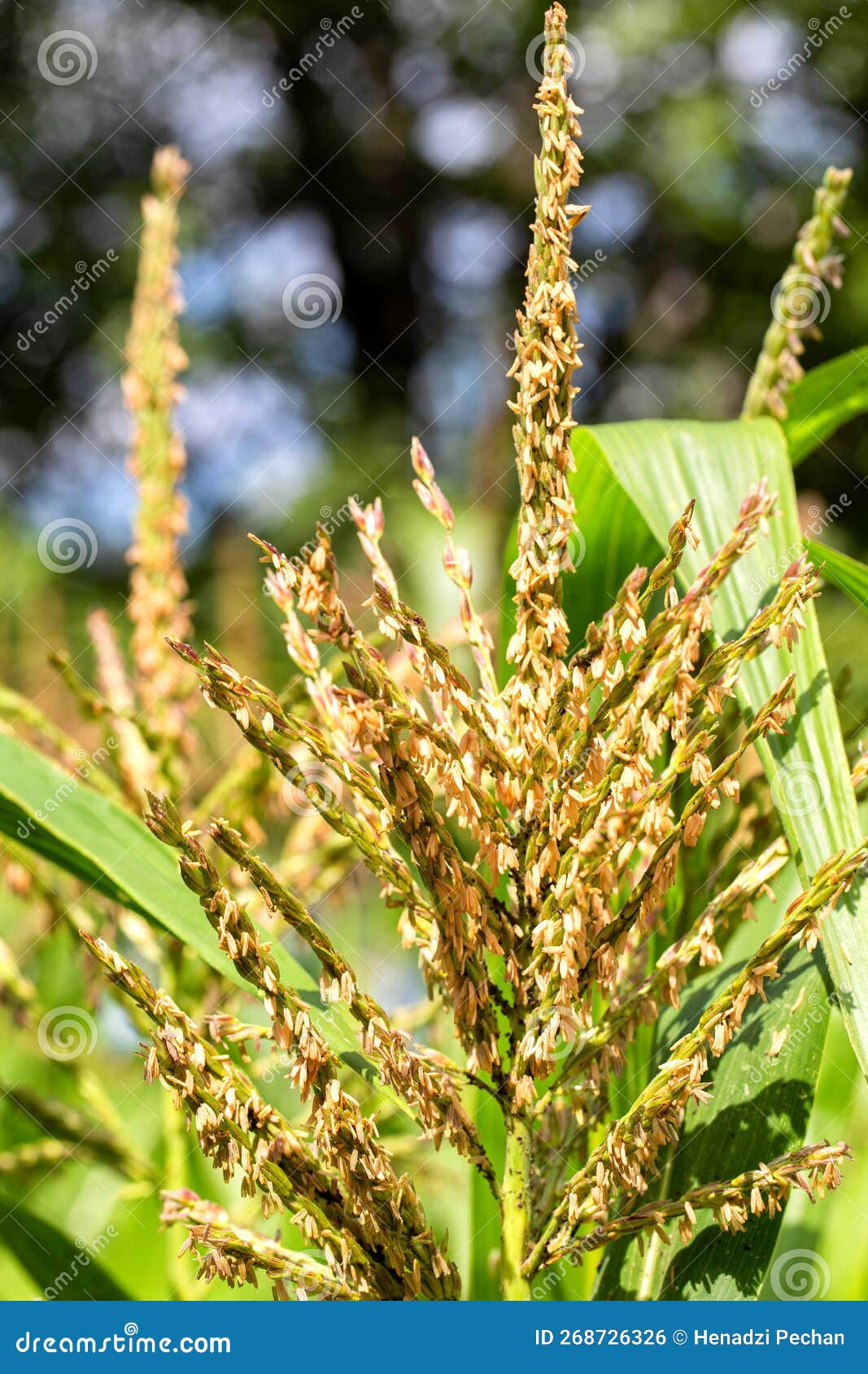 Seeds on a Stalk of Corn, Close-up. Stock Photo - Image of corn, young ...