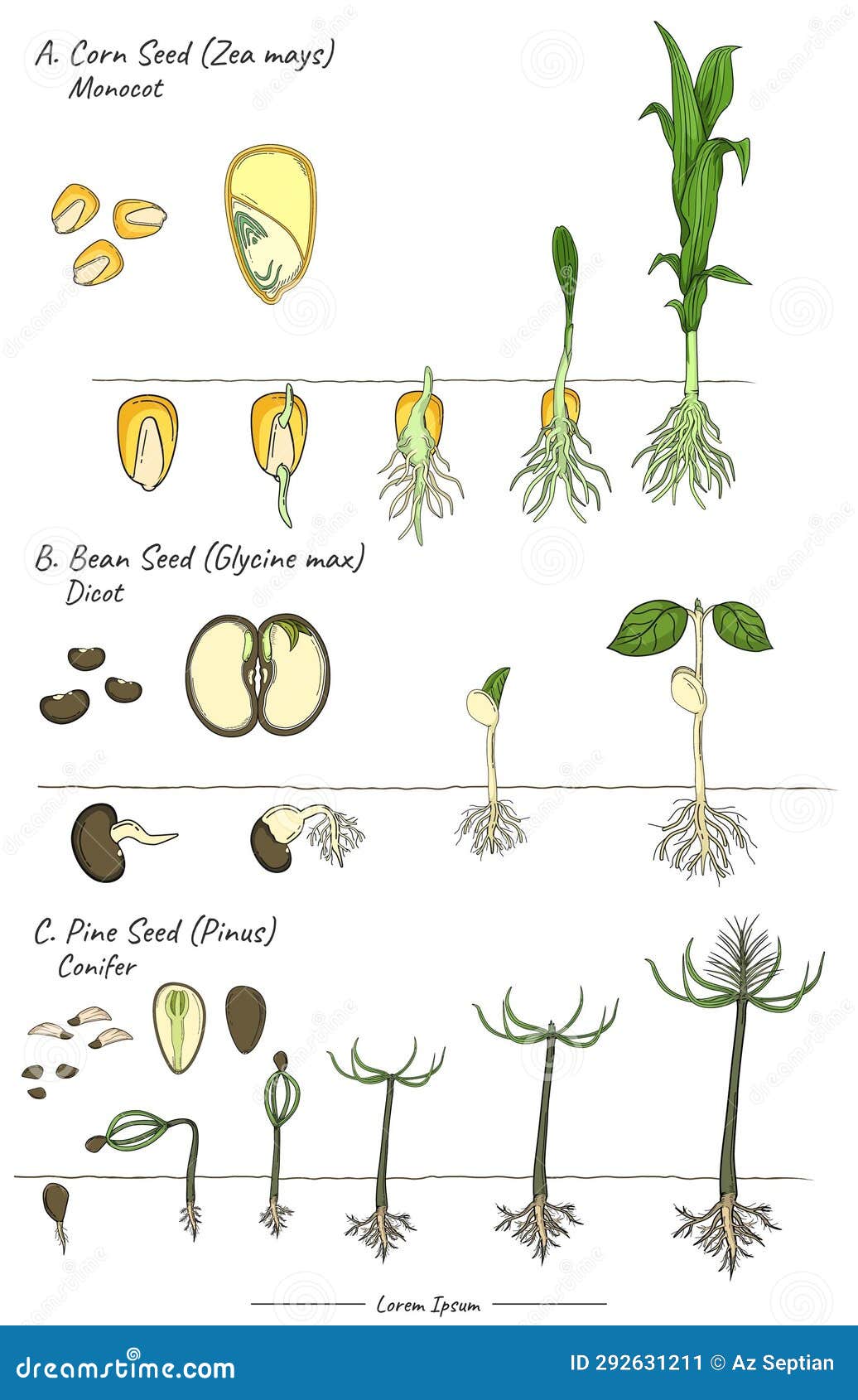 Seeds Structures and Development of Pine Pinus,corn Zea Mays, Soybean ...