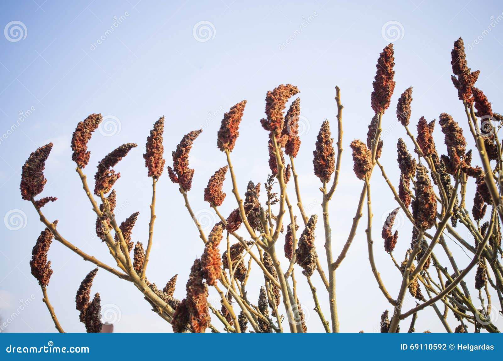 Seeds of Sumac (or Rhus) stock photo. Image of sumac - 69110592