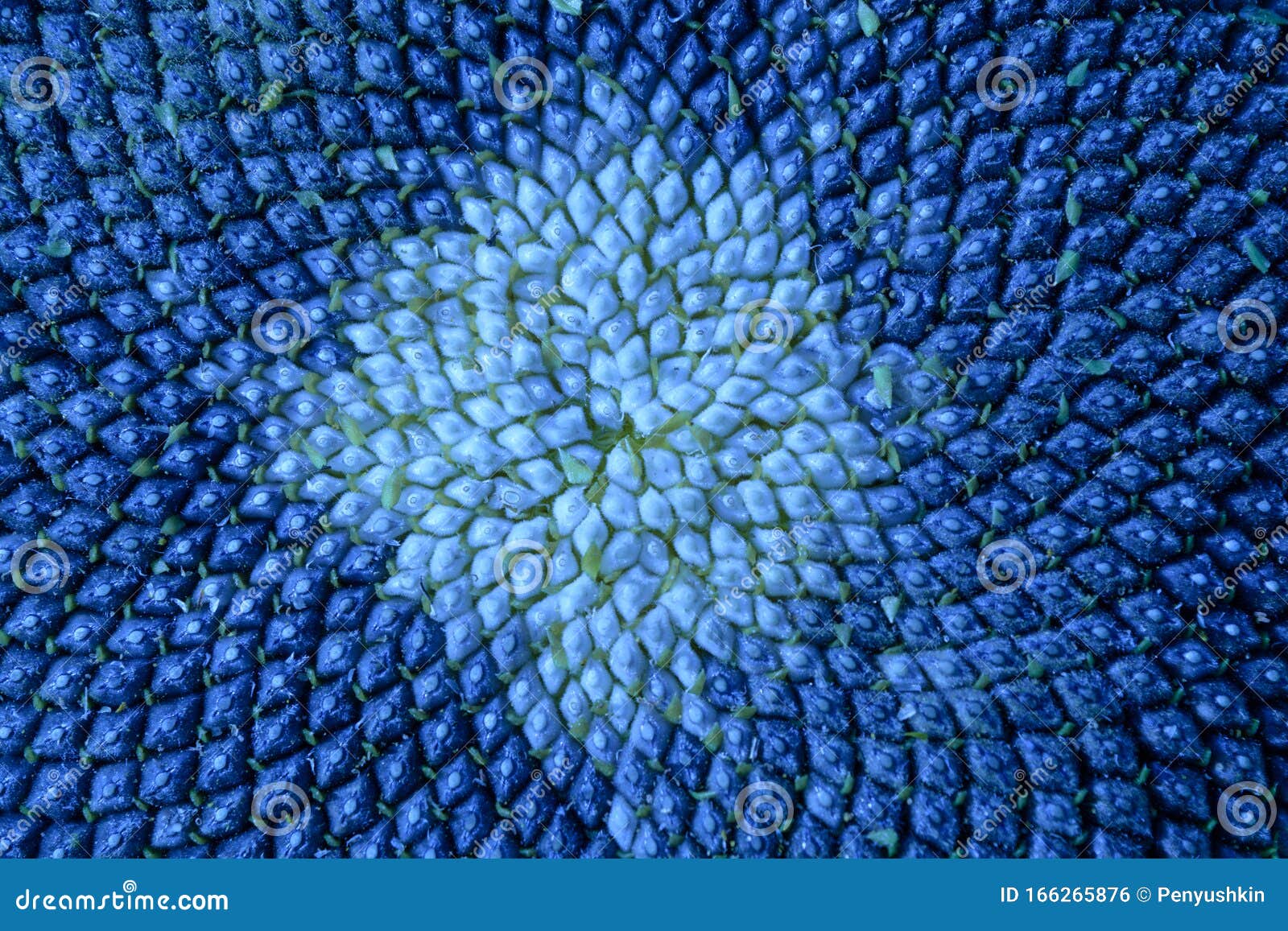 Seeds of the Sunflower with Blue Toned Stock Photo - Image of blossom ...