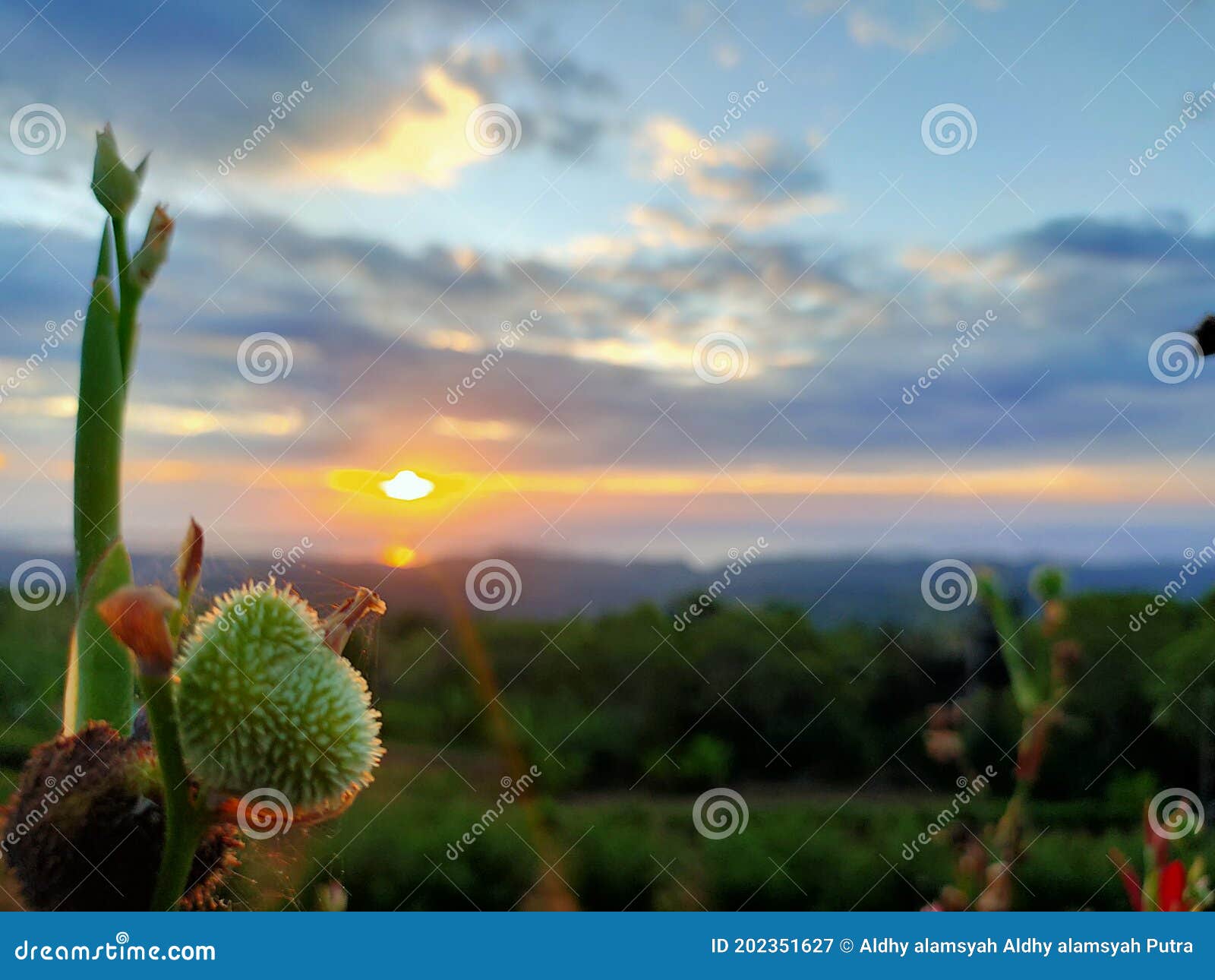 Seeds with a sunset stock image. Image of morning, leaf - 202351627