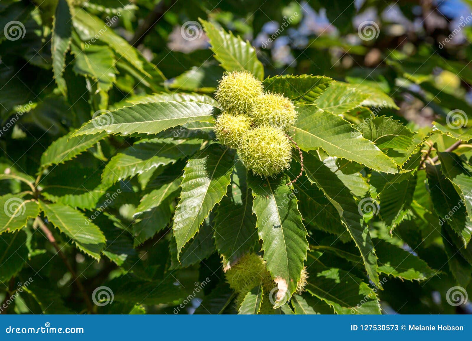 Chestnut Tree stock image. Image of botany, field, green - 127530573