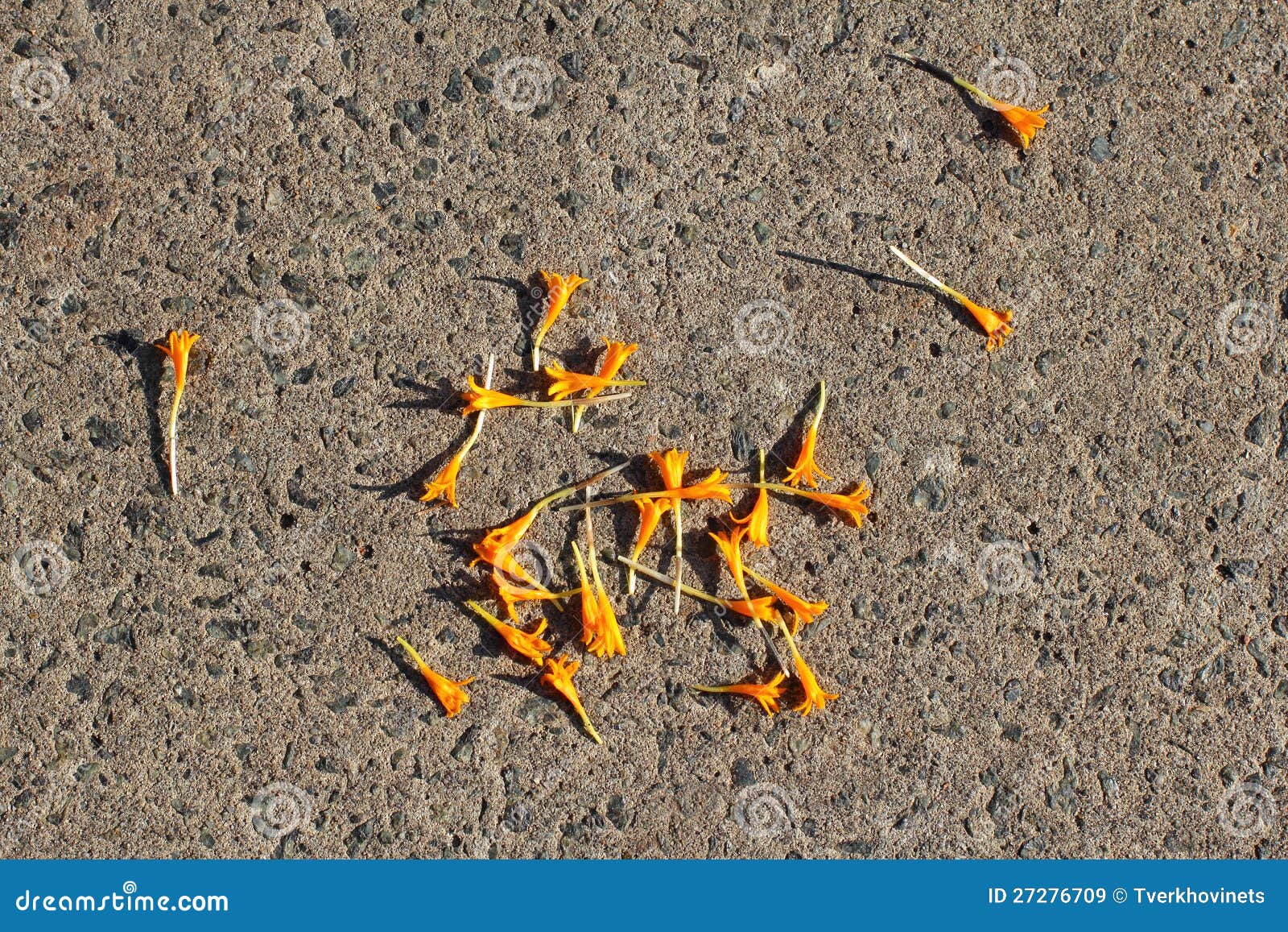 Seeds of tagetes stock image. Image of sowing, pollination - 27276709