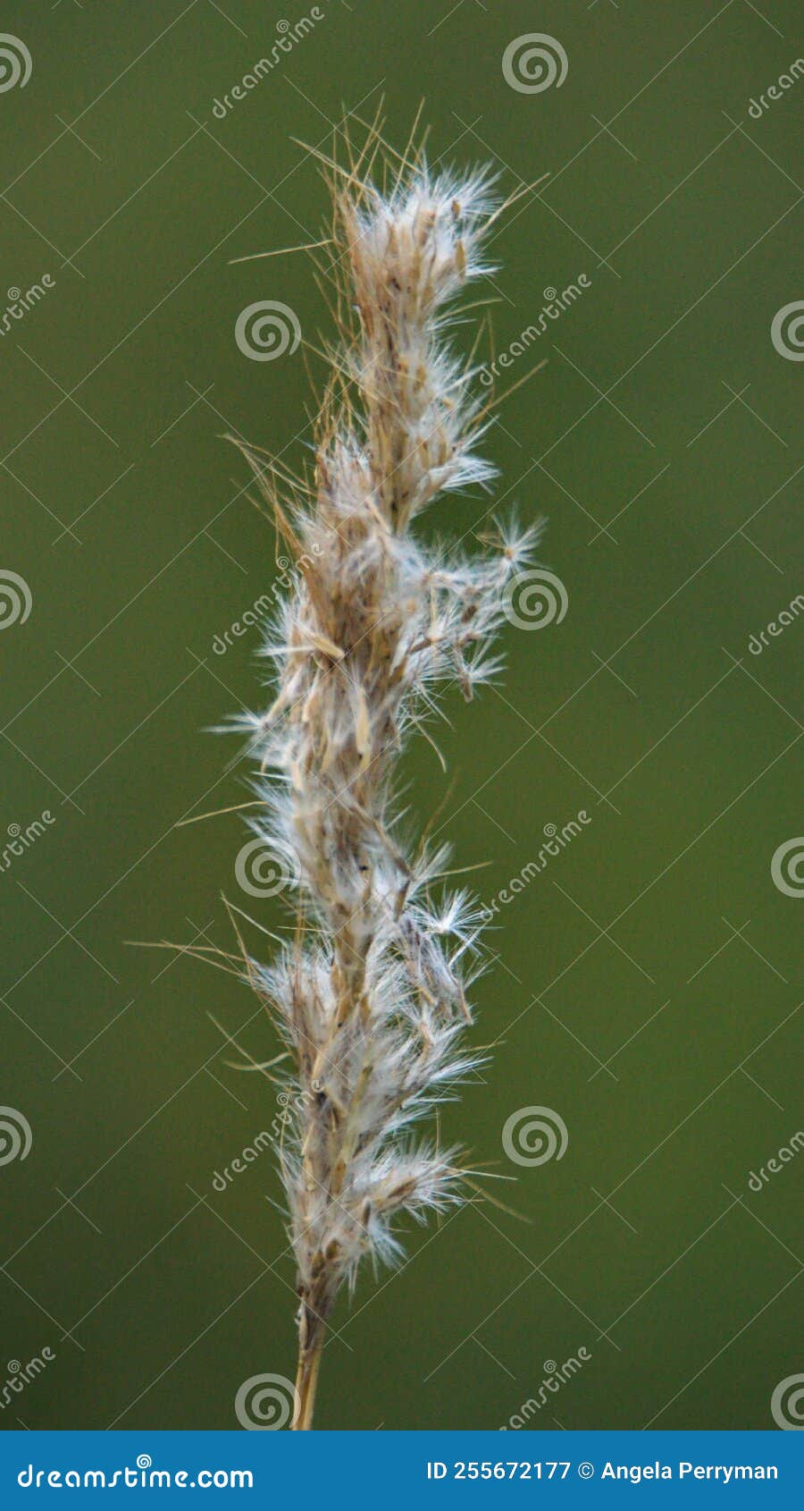 Seeds on the Tip of a Grass Stem Stock Image - Image of nature, south ...