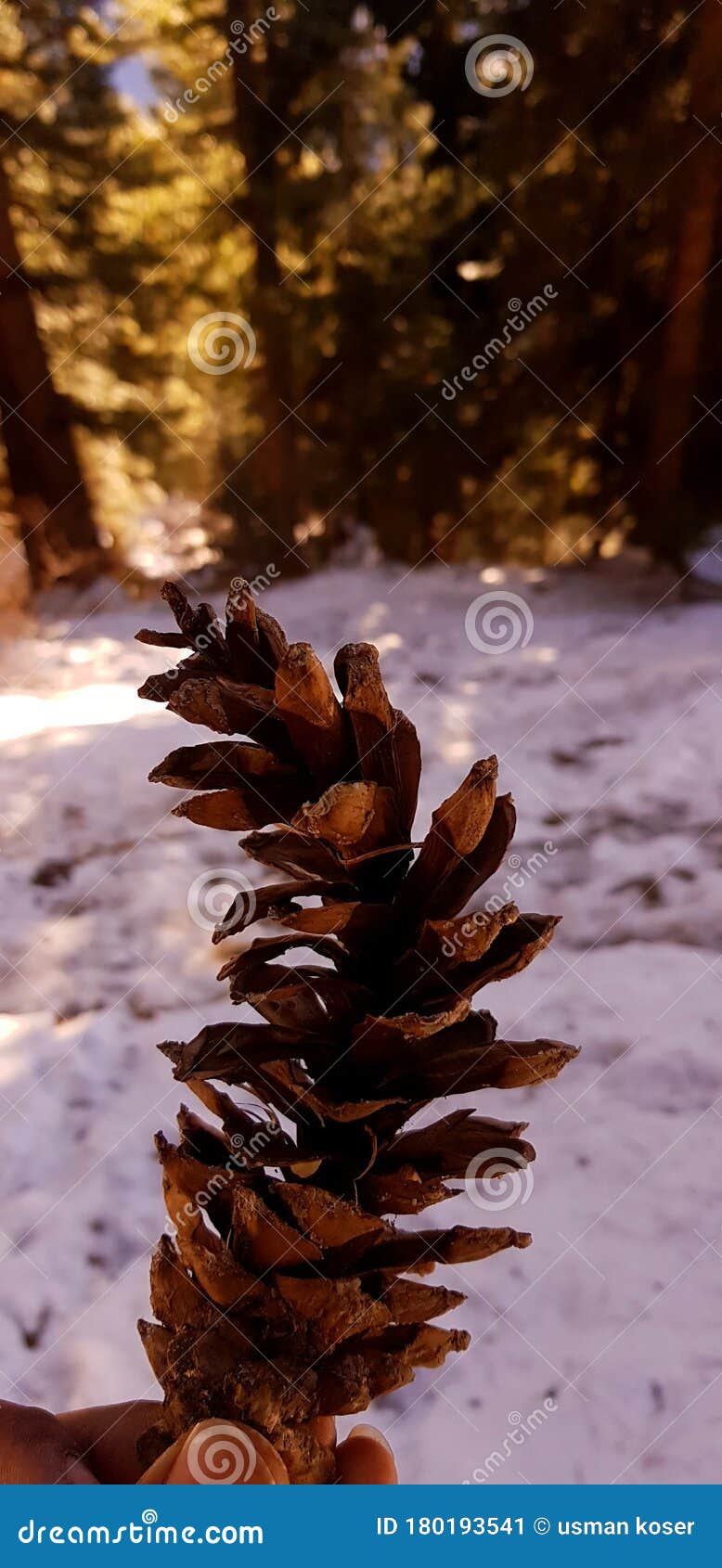Seeds of tree stock image. Image of tree, leaf, wood - 180193541