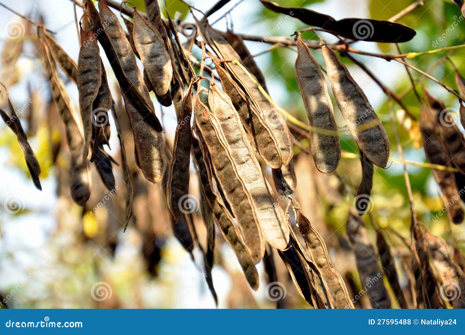 The Seeds of the Tree Acacia Stock Photo - Image of leaf, deciduous ...