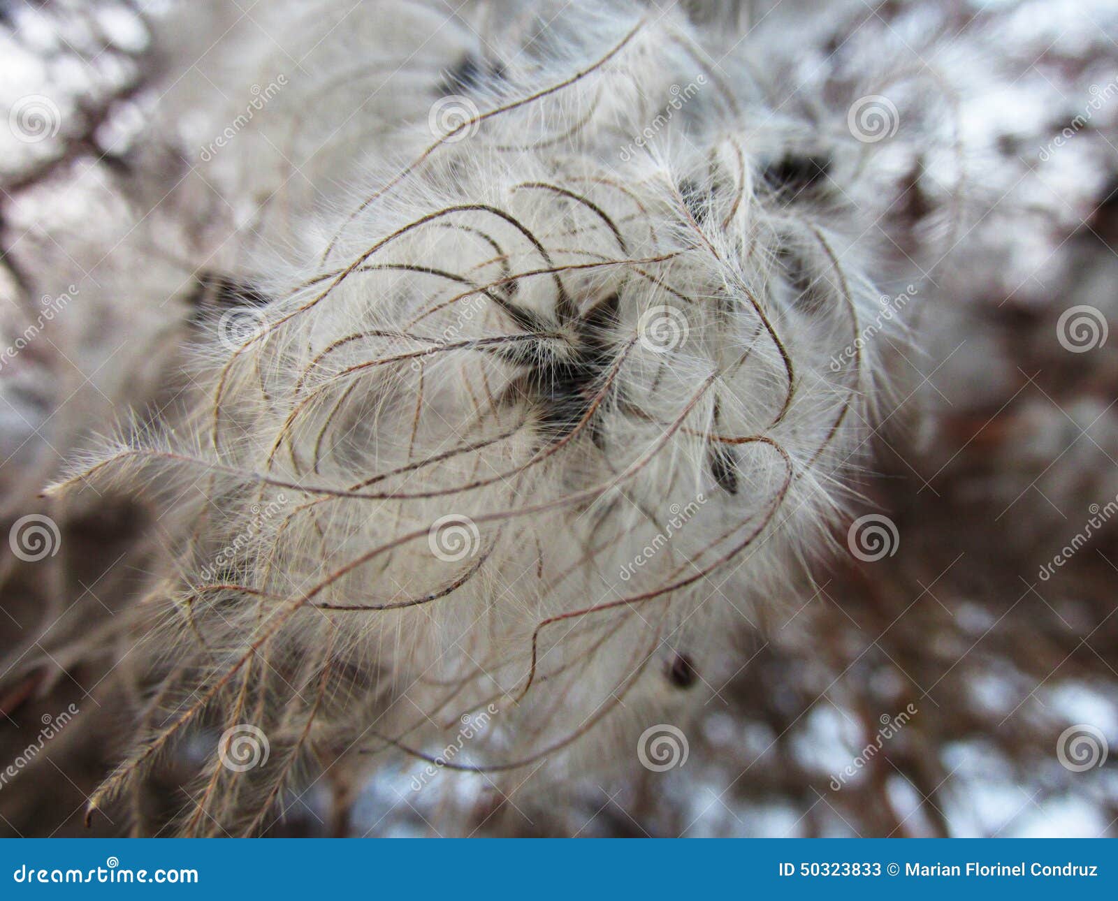 Seeds stock image. Image of fluff, bloom, seeds, nature - 50323833