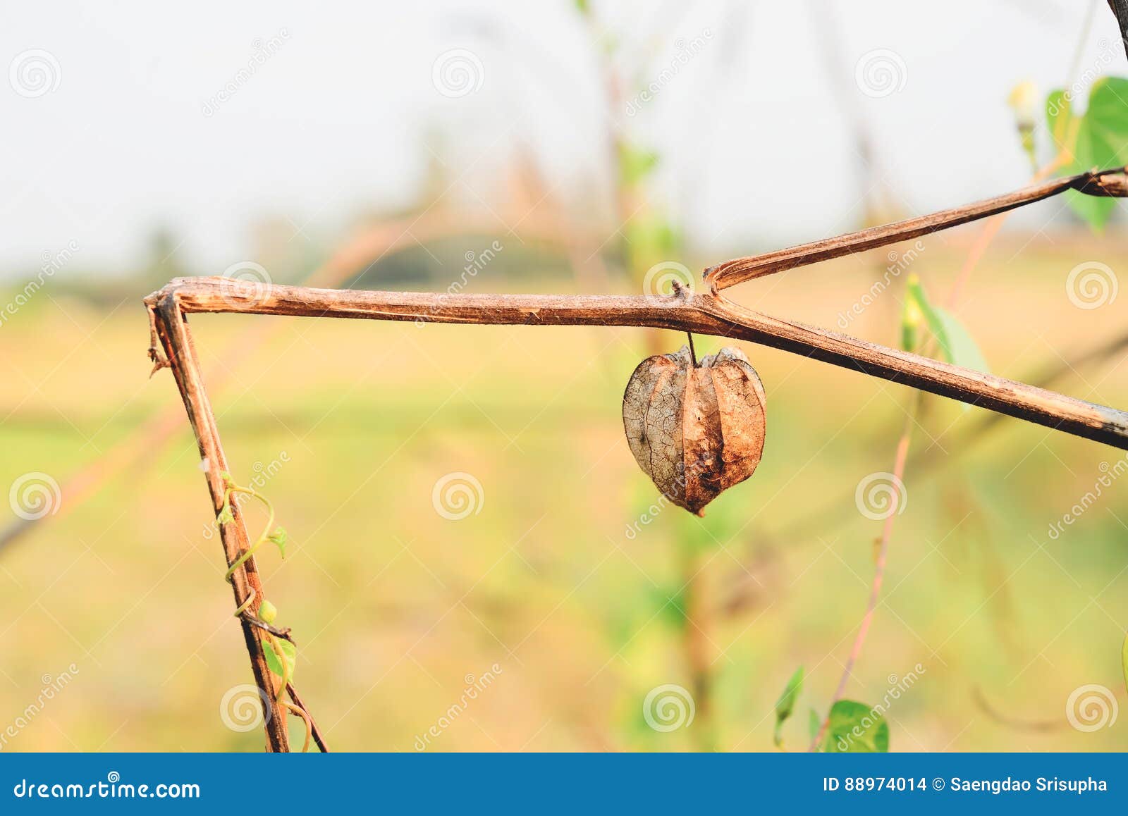 Seeds on tree stock photo. Image of fall, pods, plant - 88974014