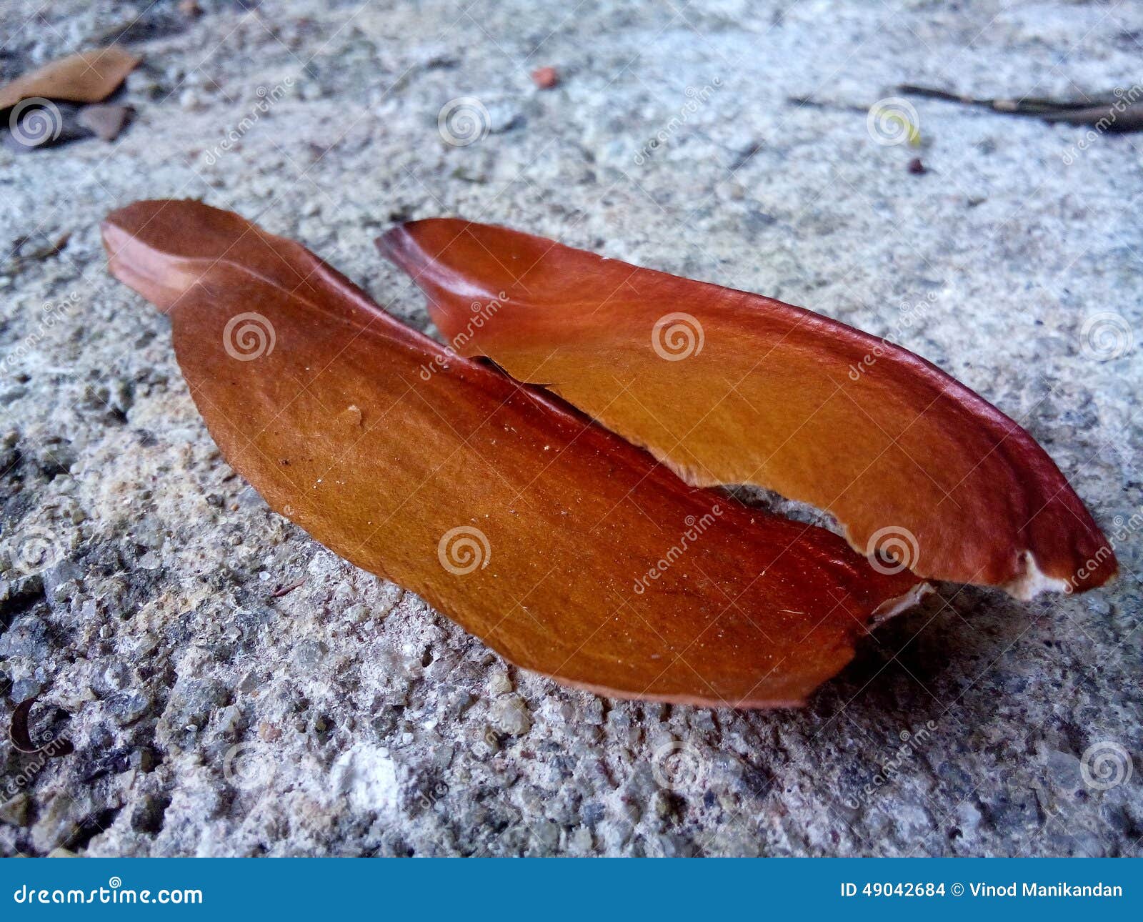Seeds of tree stock photo. Image of forest, mahagoni - 49042684