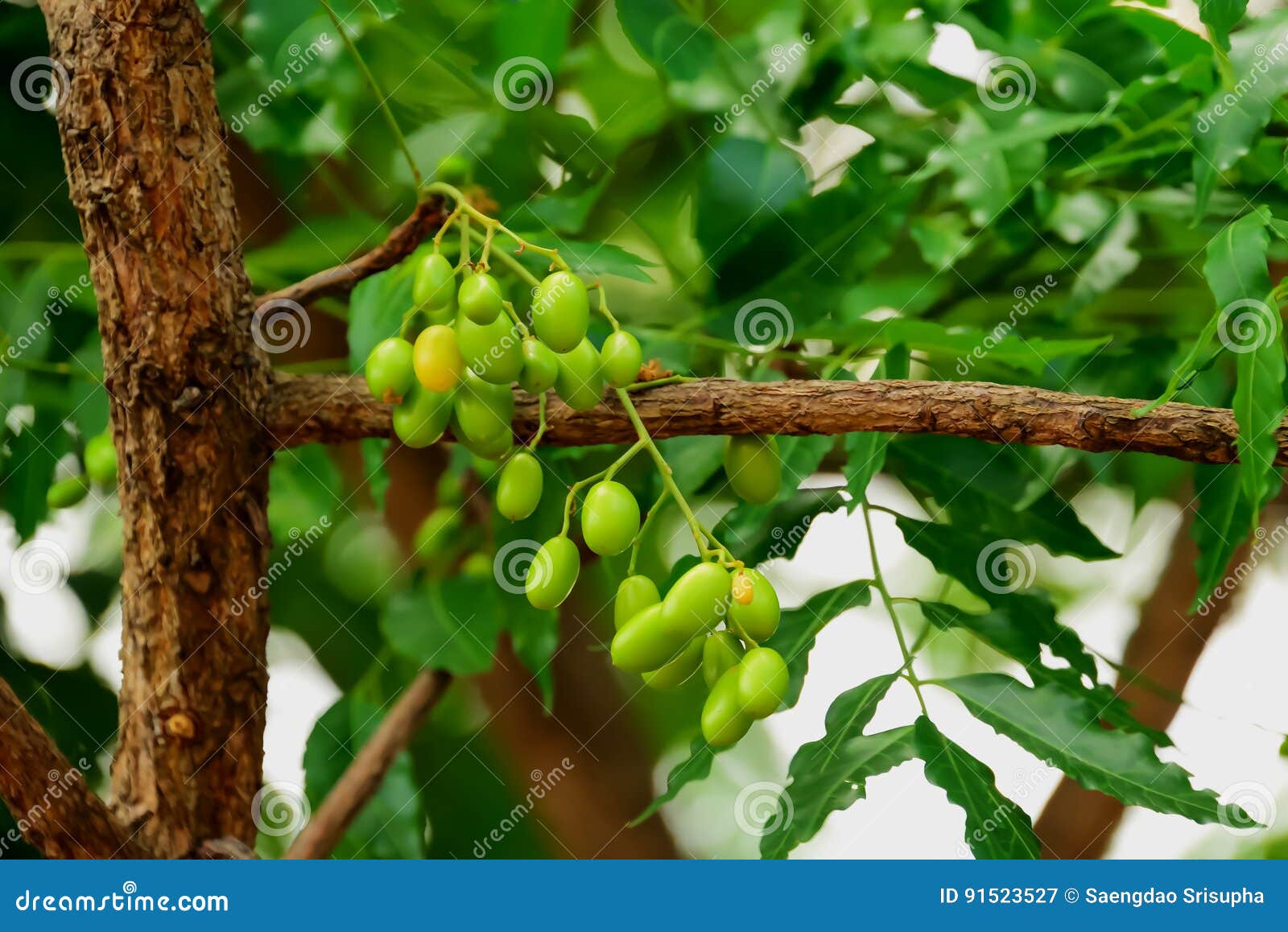 Seeds on tree stock image. Image of growth, ayurvedic - 91523527
