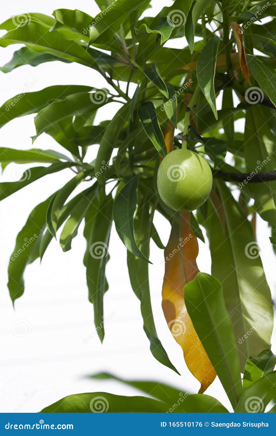 The Seeds of a Tree with a Round, Smooth and Glossy Surface Stock Photo ...