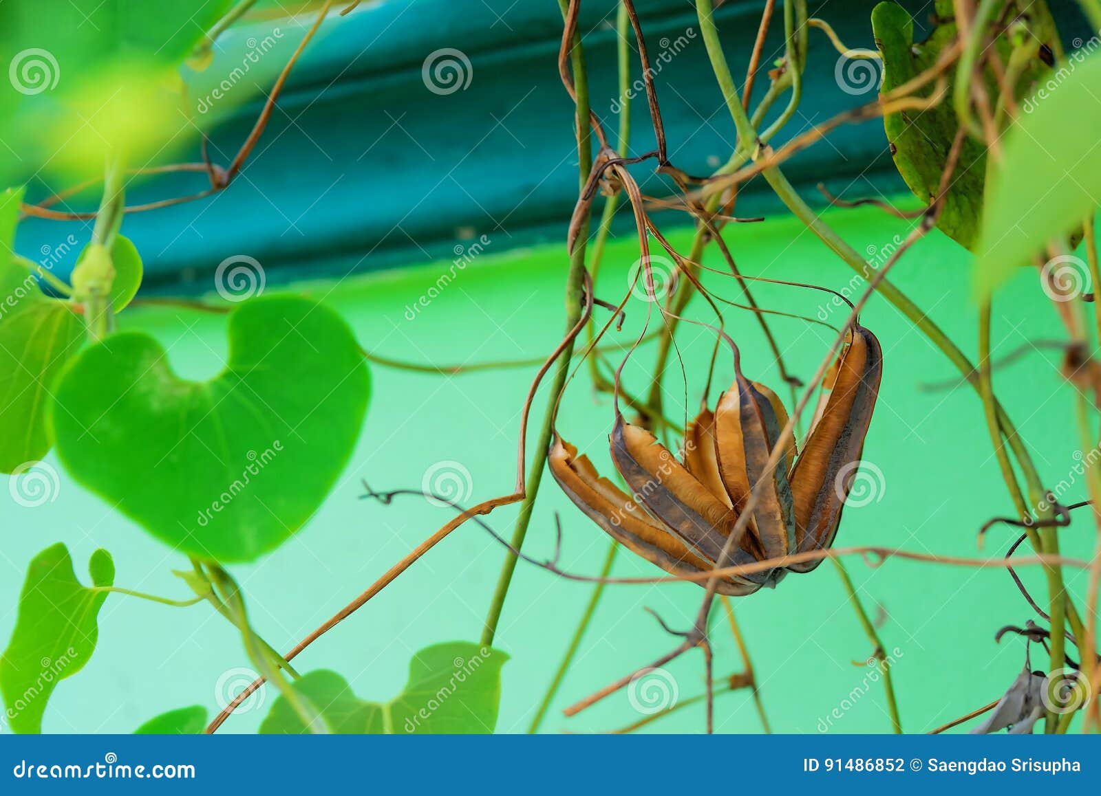 Seeds on tree stock photo. Image of branch, crop, closeup - 91486852