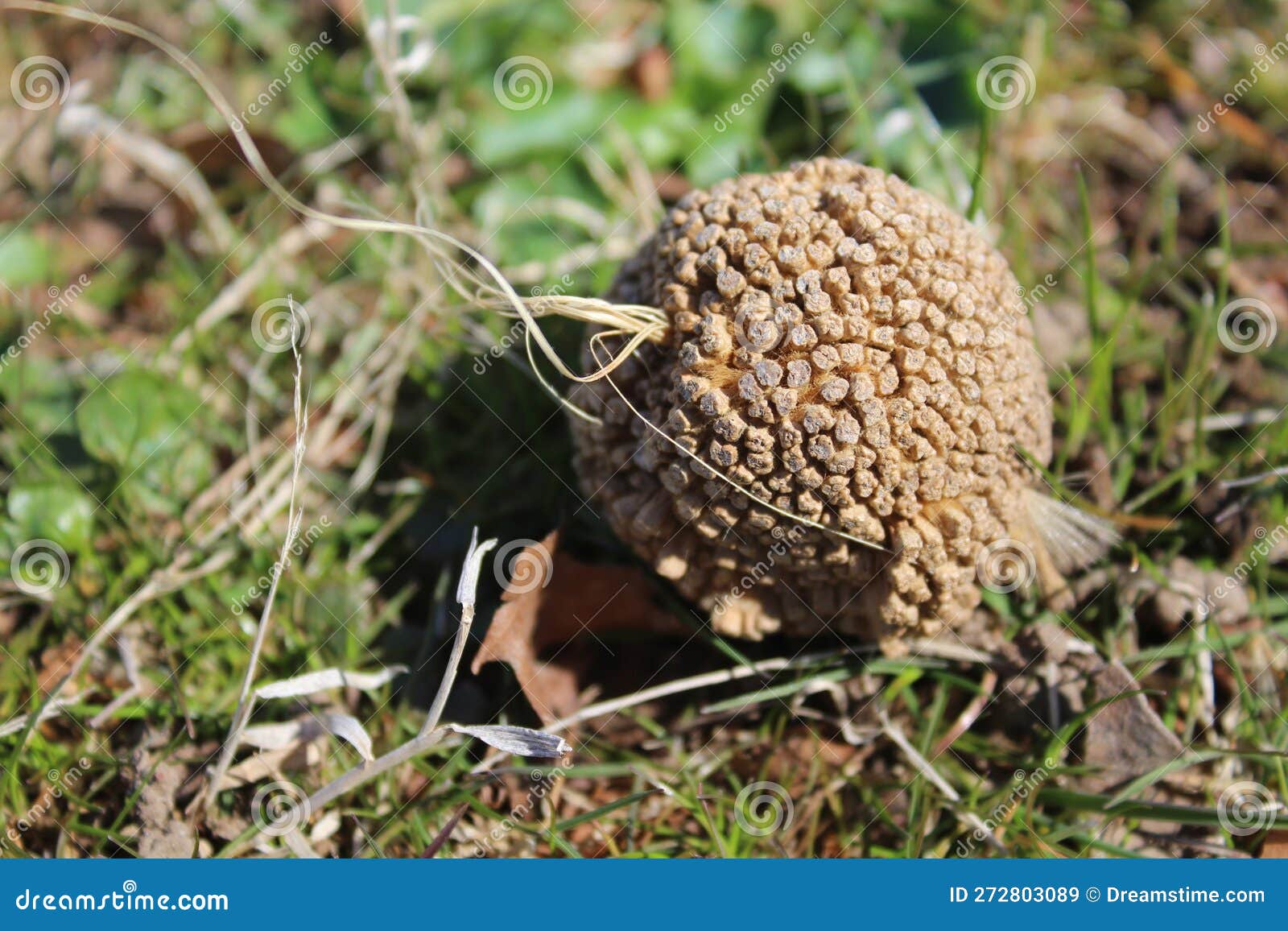 Seeds from Trees stock image. Image of tree, nature - 272803089