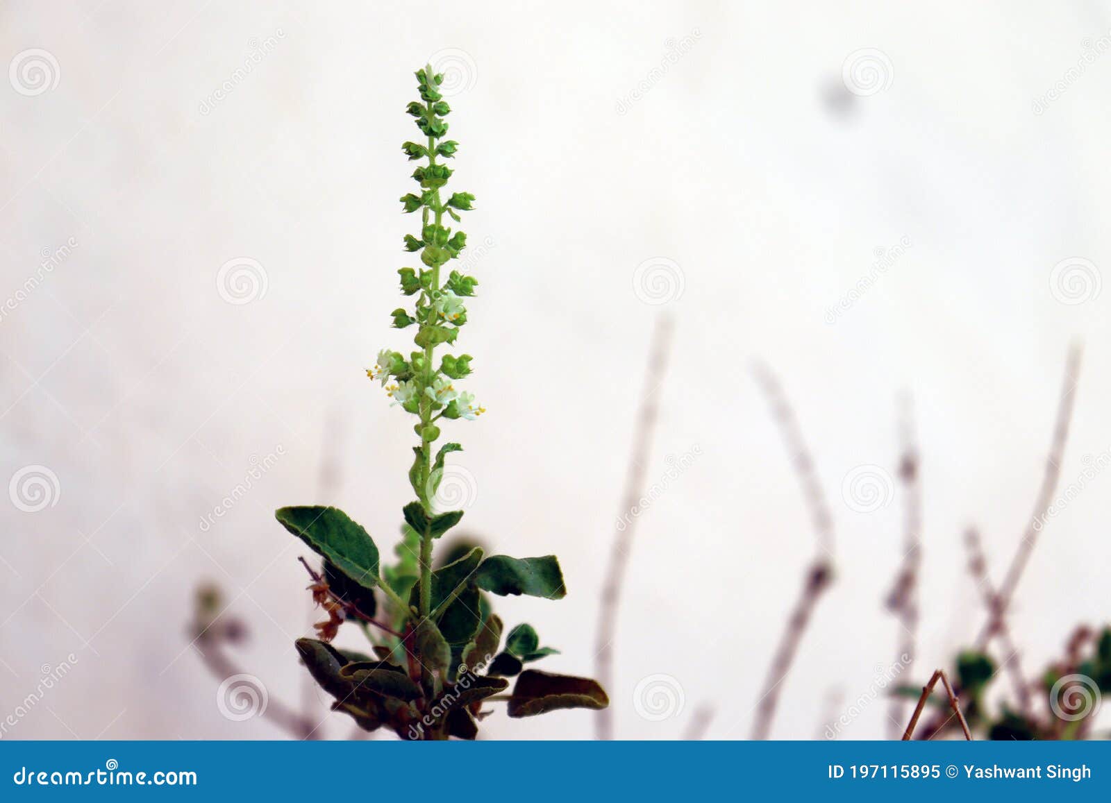 Seeds of Tulsi Plant Growing Stock Image - Image of herbs, garden ...
