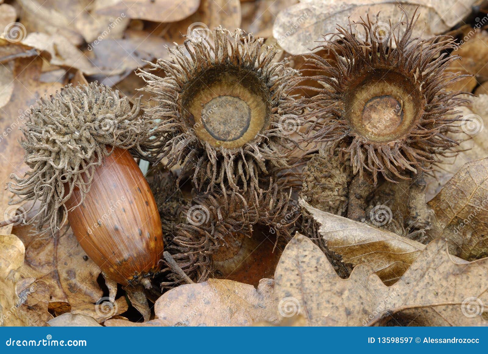 Seeds of Turkey Oak stock image. Image of autumn, tree - 13598597