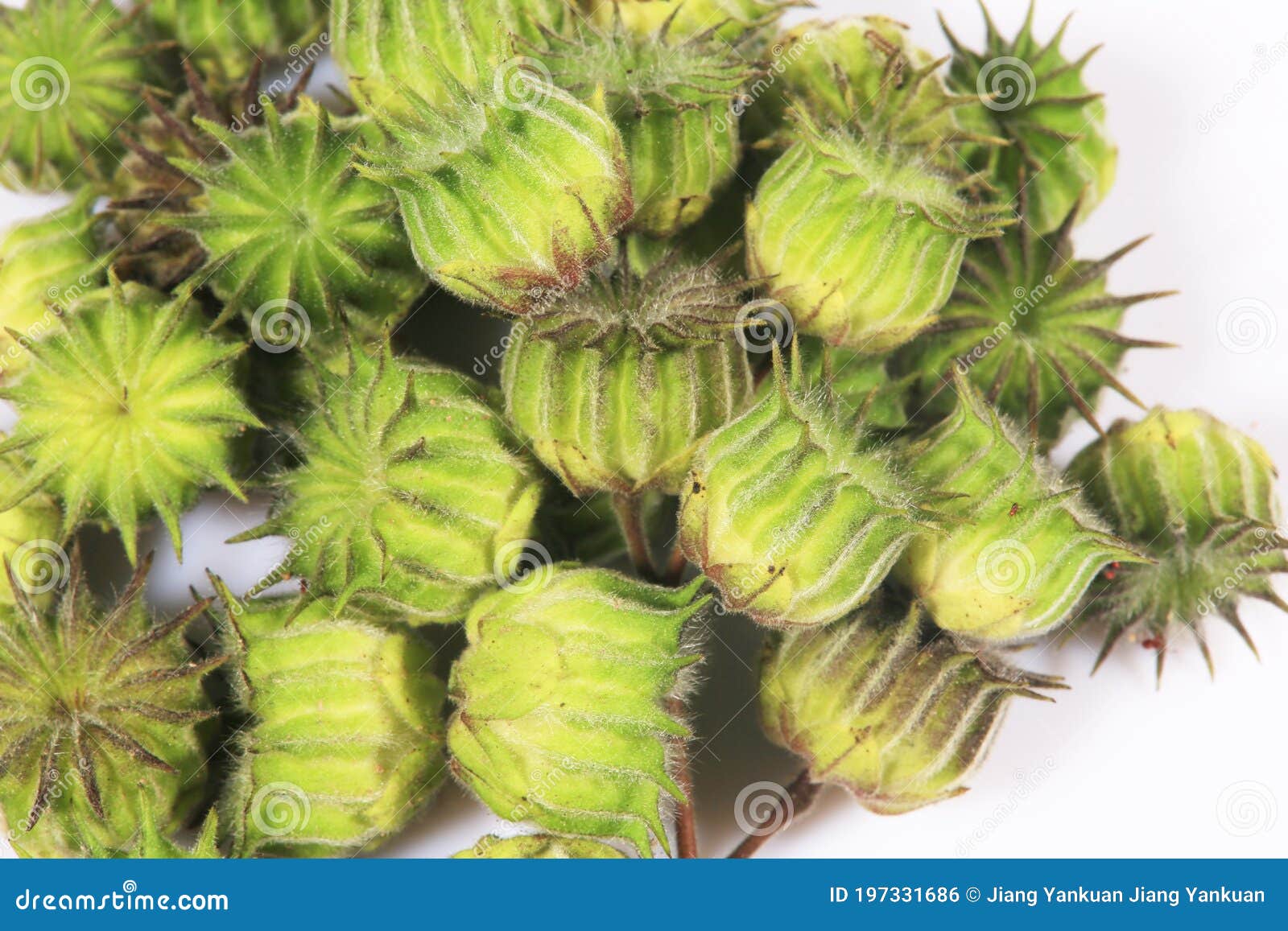 Seeds of wild Abutilon stock photo. Image of rutinoside - 197331686