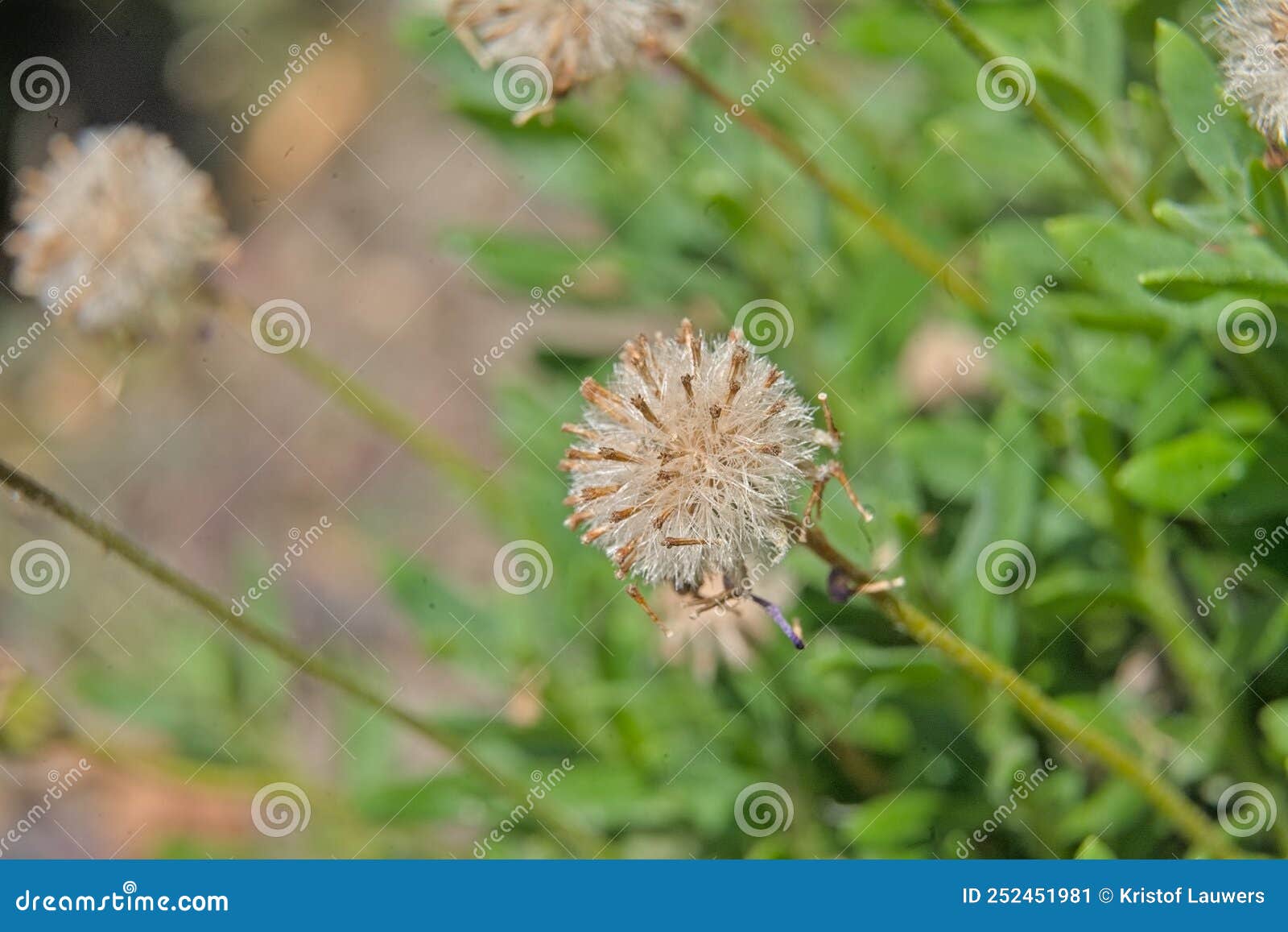 Seeds of a Woad-leaved Ragwort Plant - Senecio Glastifolius Stock Image ...