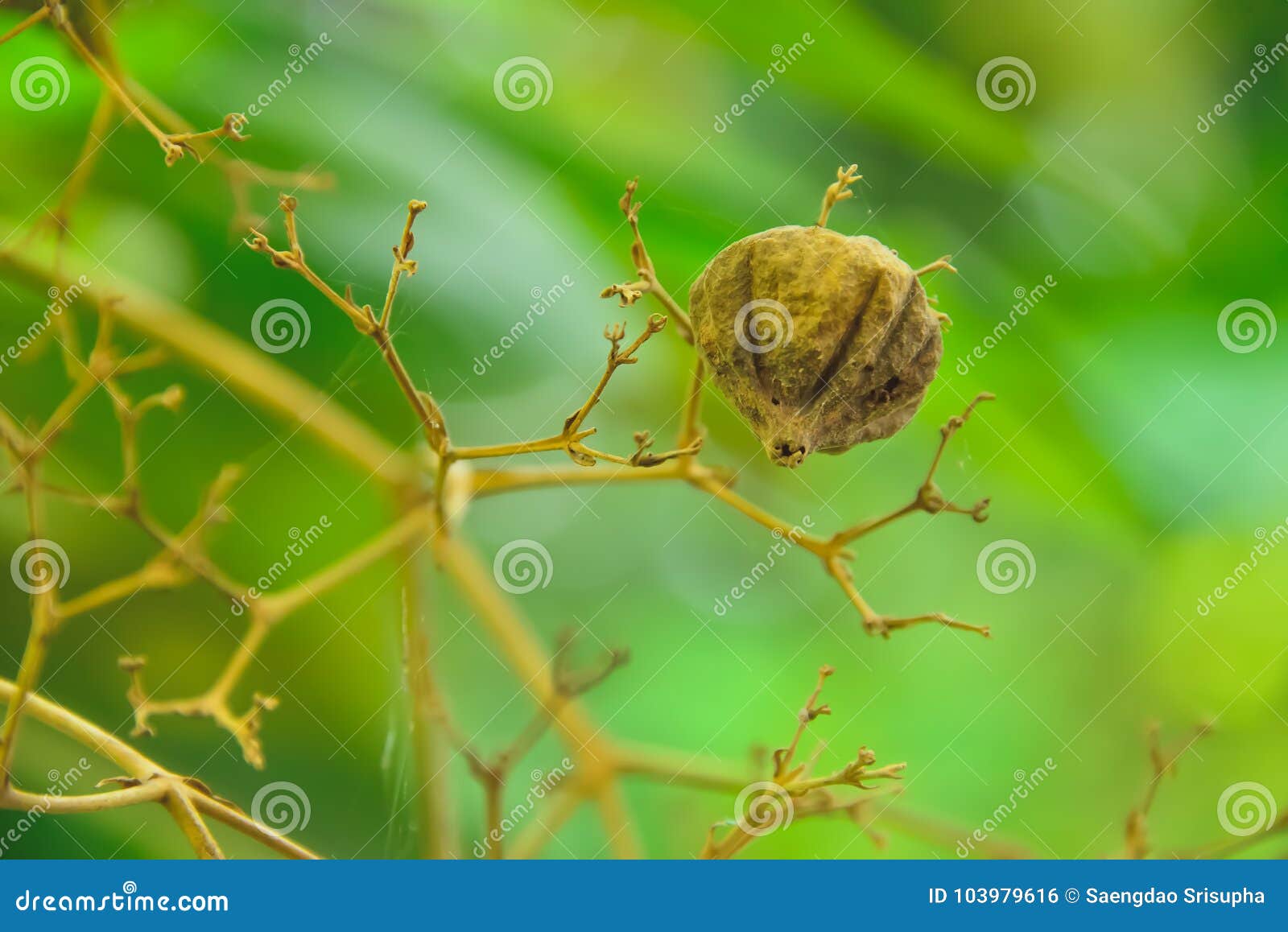 Teak seed stock photo. Image of bloom, grandis, closeup - 103979616