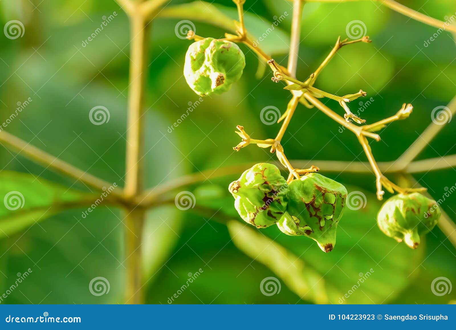 Teak seed stock image. Image of bloom, droplet, blooming - 104223923