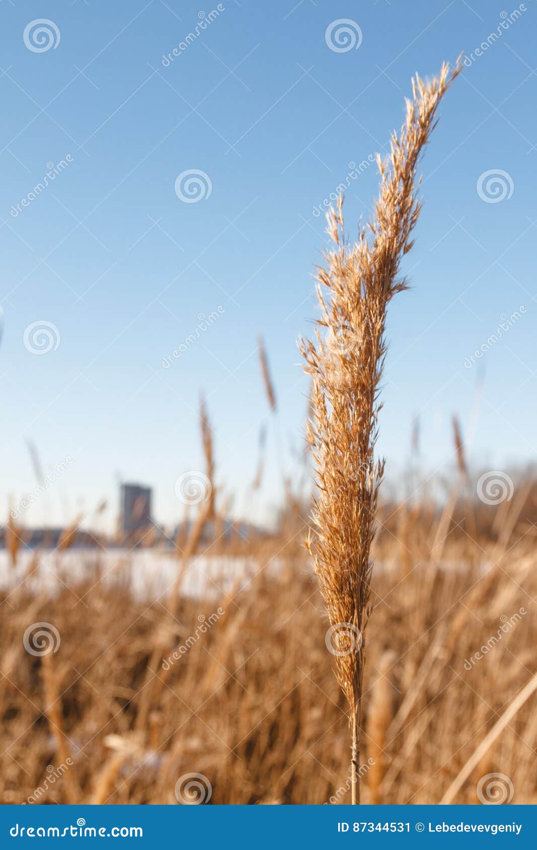 Seedy reed stalks stock image. Image of lake, pond, cane - 87344531