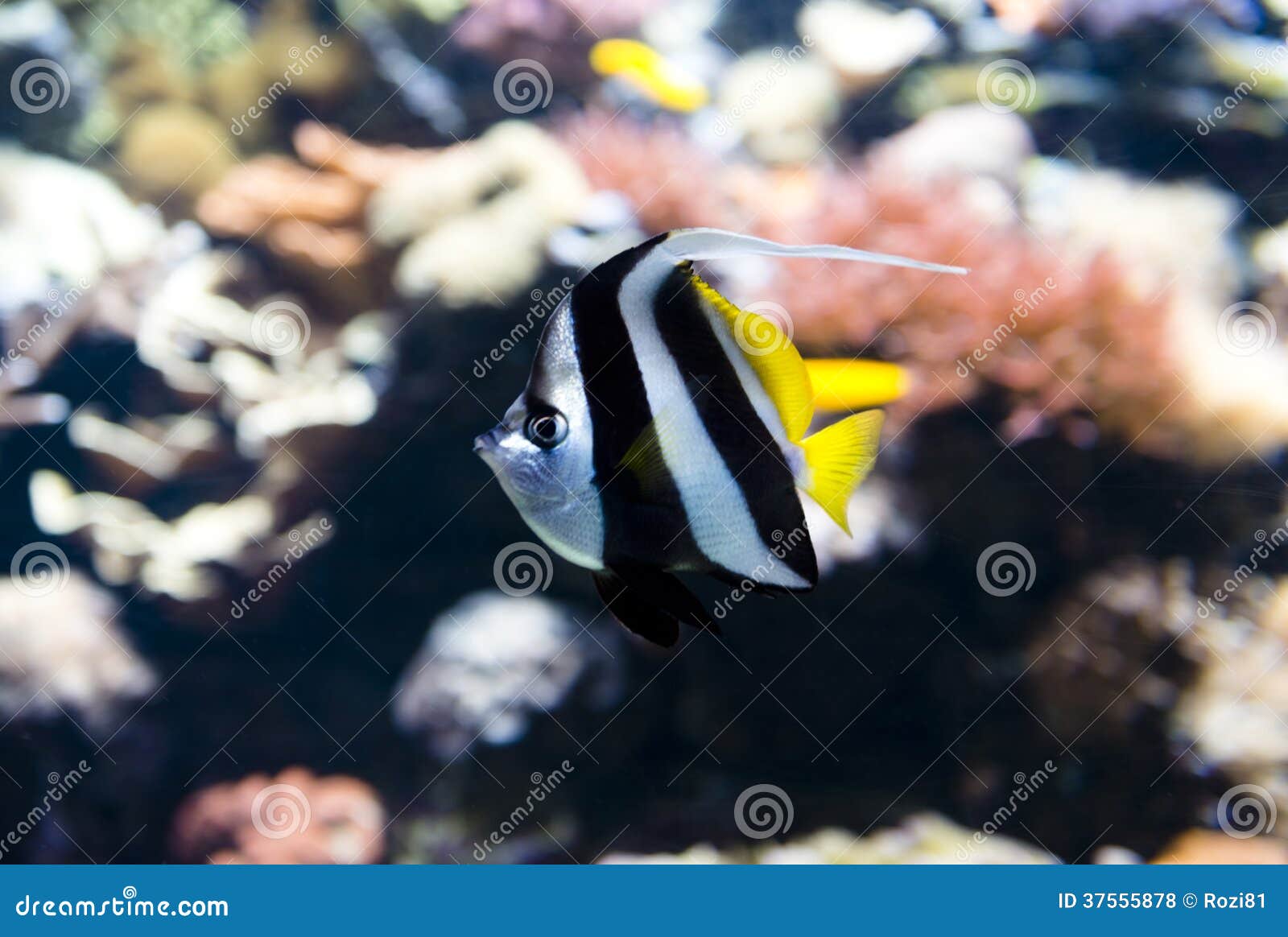 Seefisch stockfoto. Bild von muster, wasser, ozean, marinesoldat - 37555878