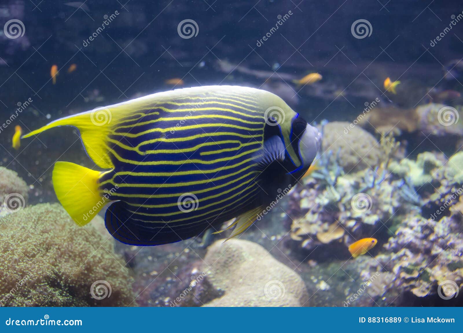 Seefisch im Aquarium stockbild. Bild von koralle, unterwasseratemgerät ...