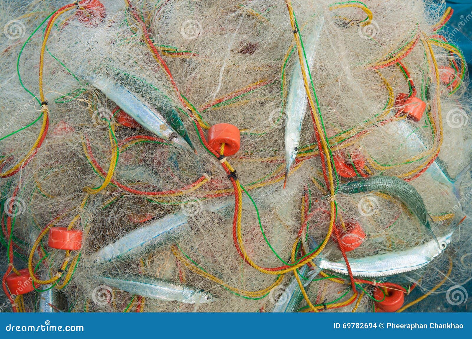 Seefisch im Schleppnetz stockfoto. Bild von fischen, meeresfrüchte ...