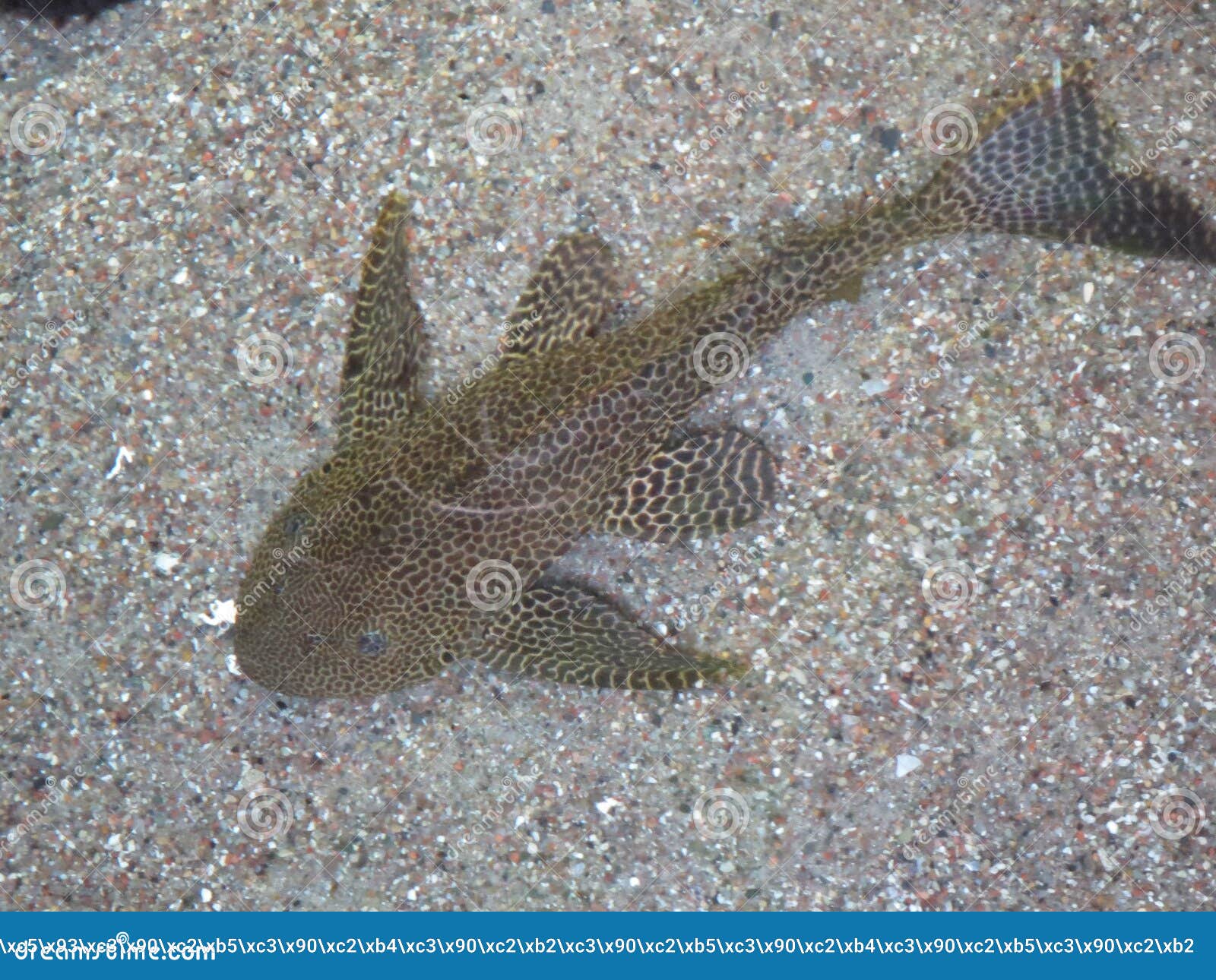 Seefisch Im Wasser Schöne Seefische Stockfoto - Bild von ansicht ...