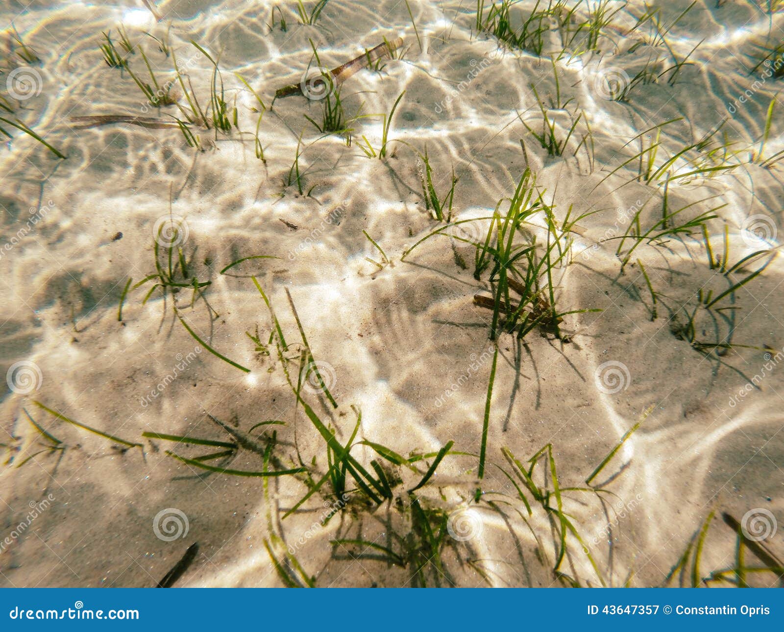 Seegras Unterwasser stockbild. Bild von marinesoldat - 43647357