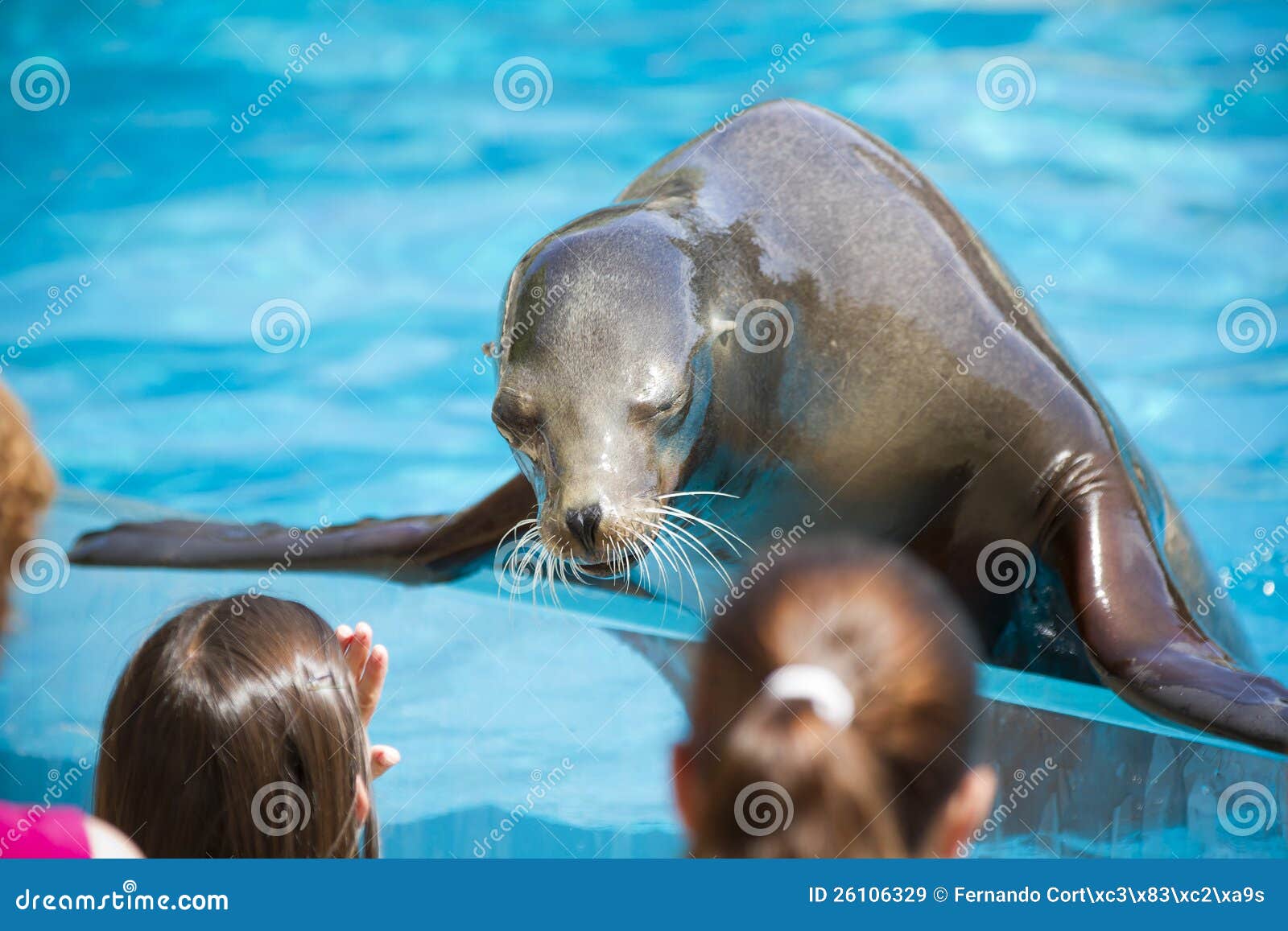 Seehund, Der Mit Childs, Robbe Spielt Stockbild - Bild von tier, hawaii ...