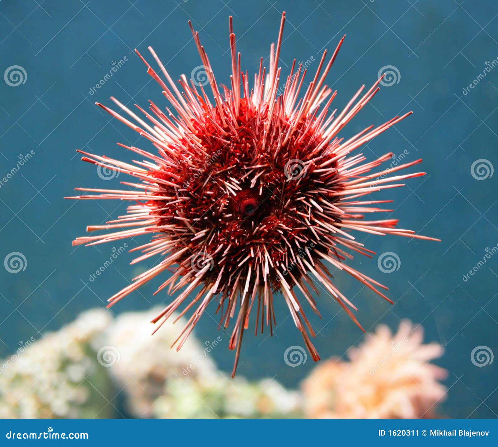 Seeigel 1 stockbild. Bild von tropisch, ozean, leben, porträt - 1620311