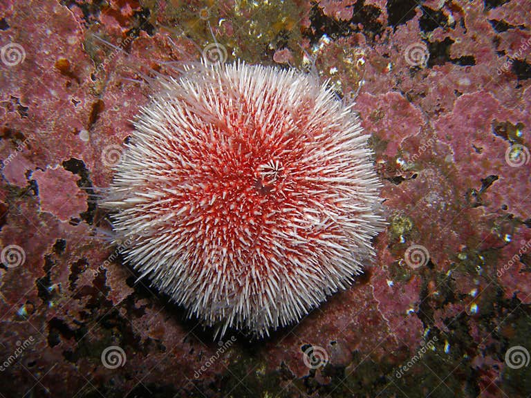 Seeigel stockfoto. Bild von aktiv, seetang, umgebung, augen - 1037742