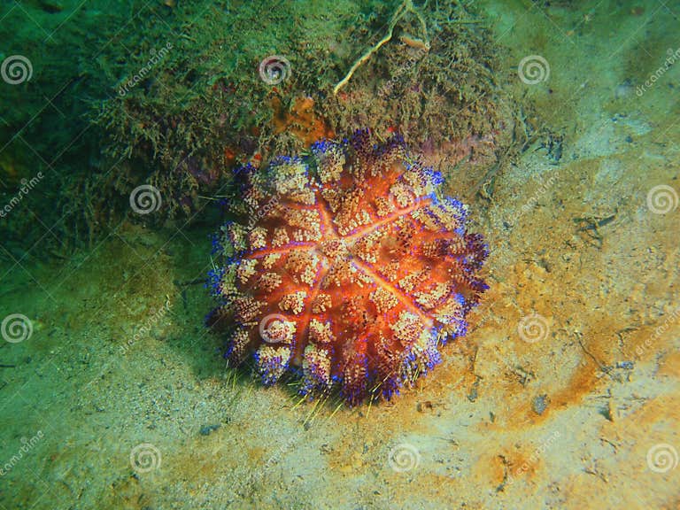 Seeigel stockbild. Bild von ozean, welt, unterwasser - 117930933