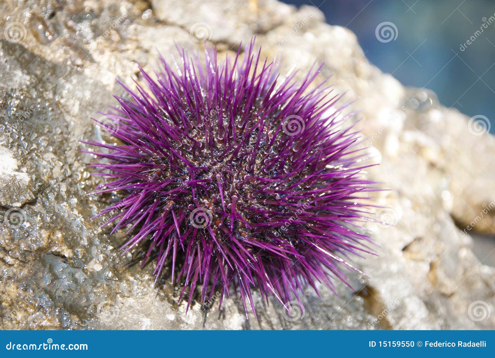 Seeigel stockfoto. Bild von bengel, nahaufnahme, felsen - 15159550