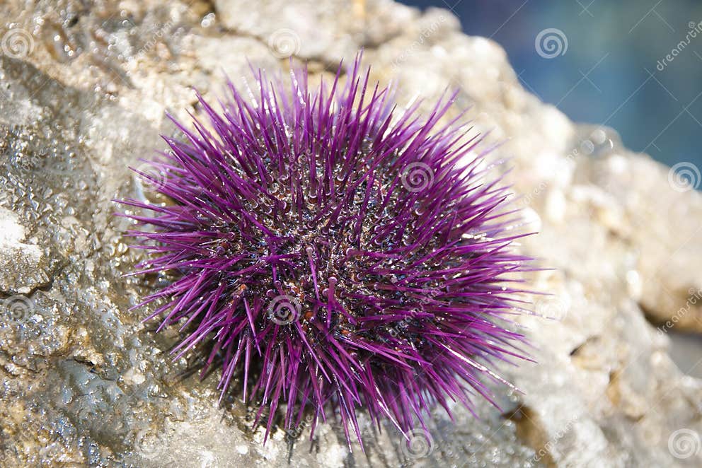 Seeigel stockfoto. Bild von bengel, nahaufnahme, felsen - 15159550