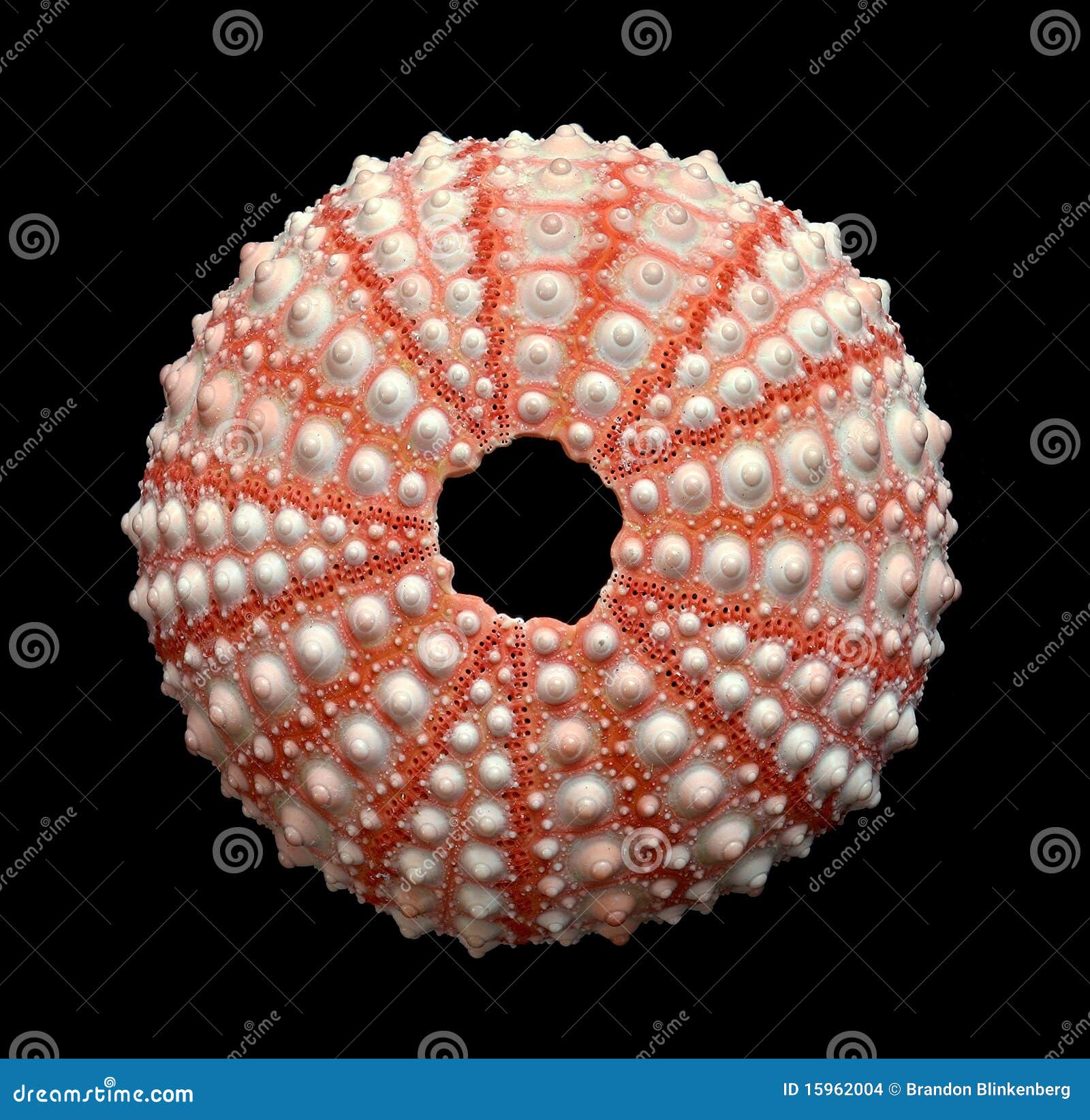 Seeigel stockfoto. Bild von schwarzes, gemasert, rosa - 15962004