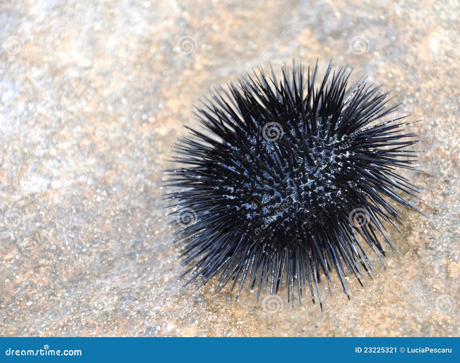 Seeigel stockbild. Bild von leben, nadel, felsig, obacht - 23225321